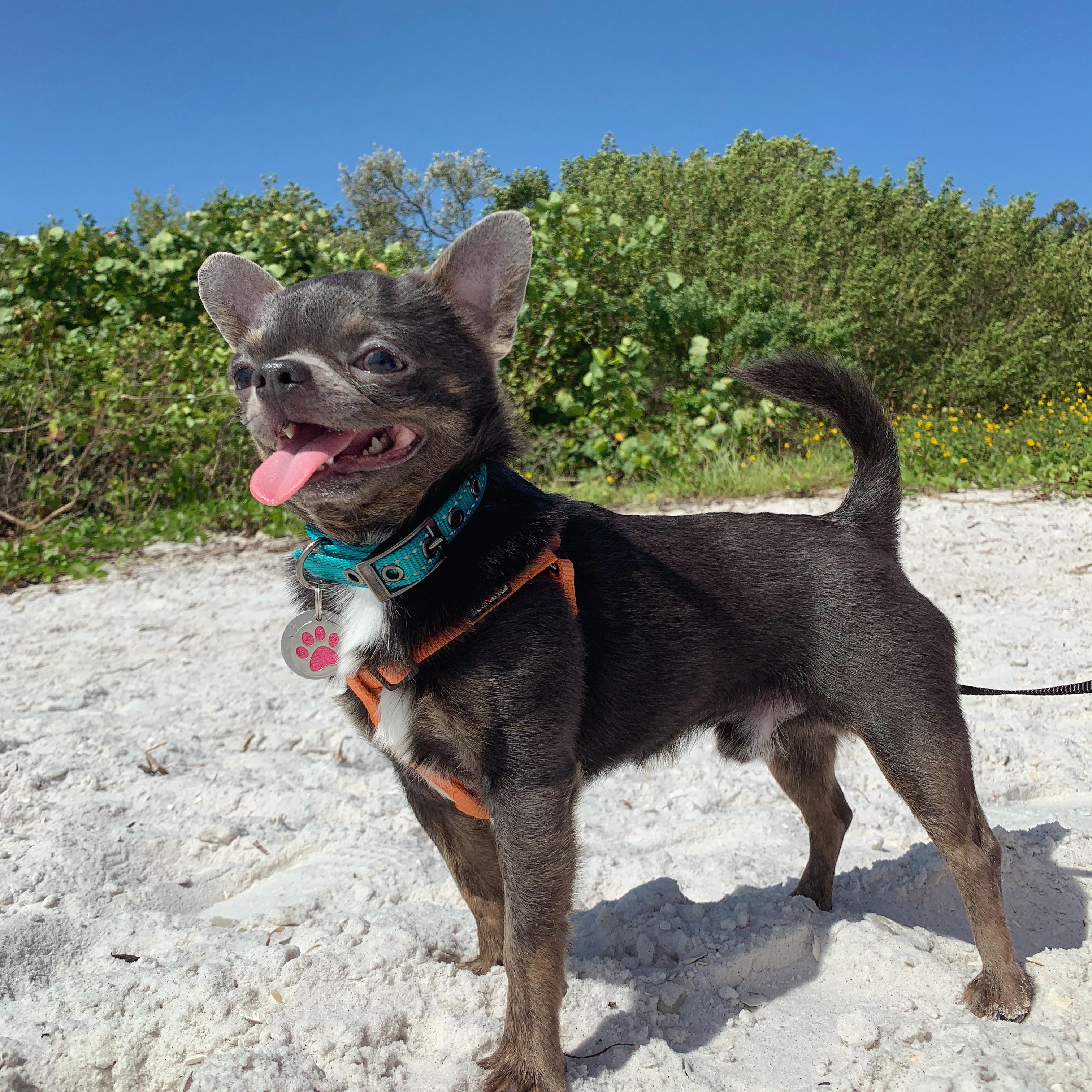 My little beach explorer | Scrolller