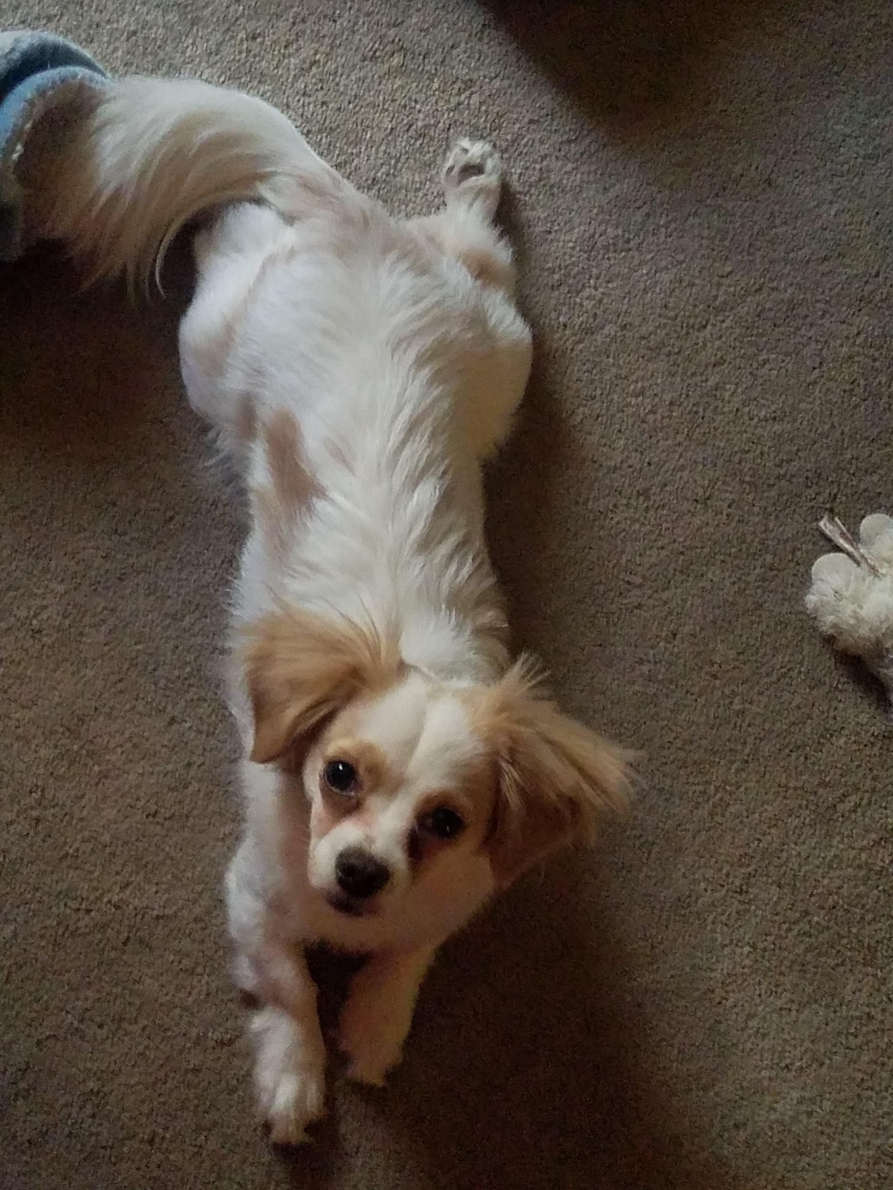 My little boi Cheddar doing his first sploot and loving it | Scrolller