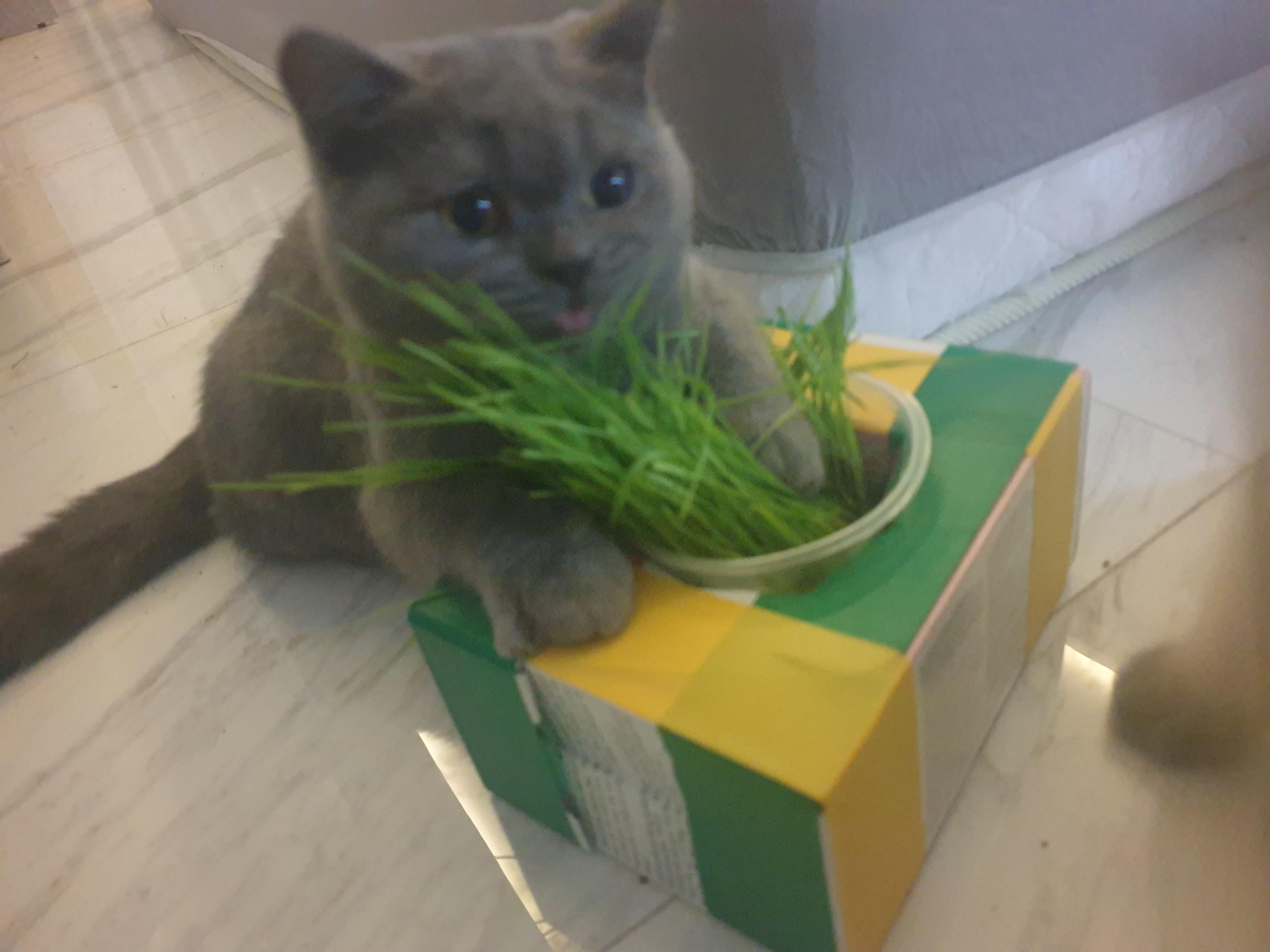 My little boy Ash loves his new cat grass | Scrolller