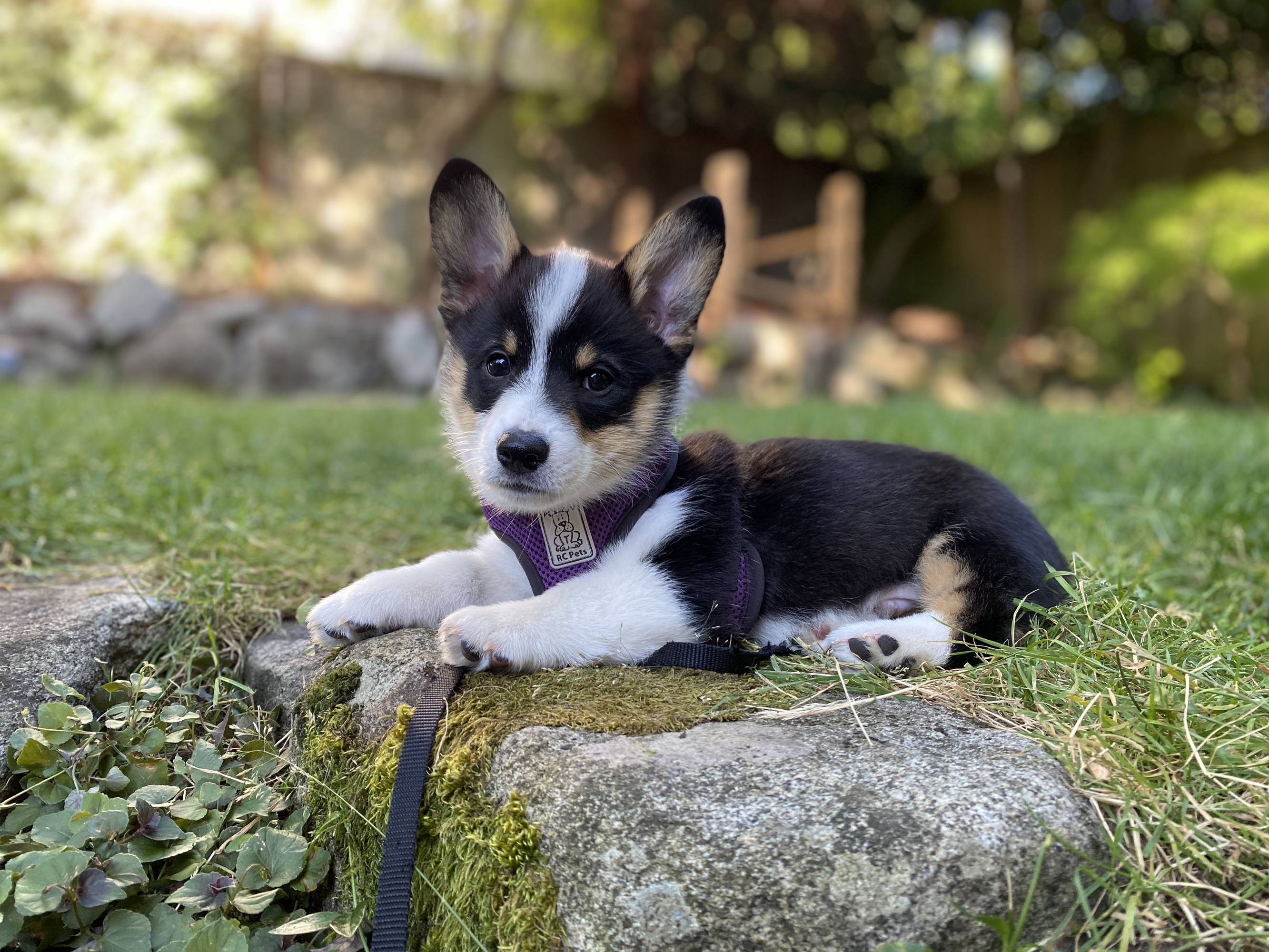 My little burnt toast—10 wk old Bmo | Scrolller
