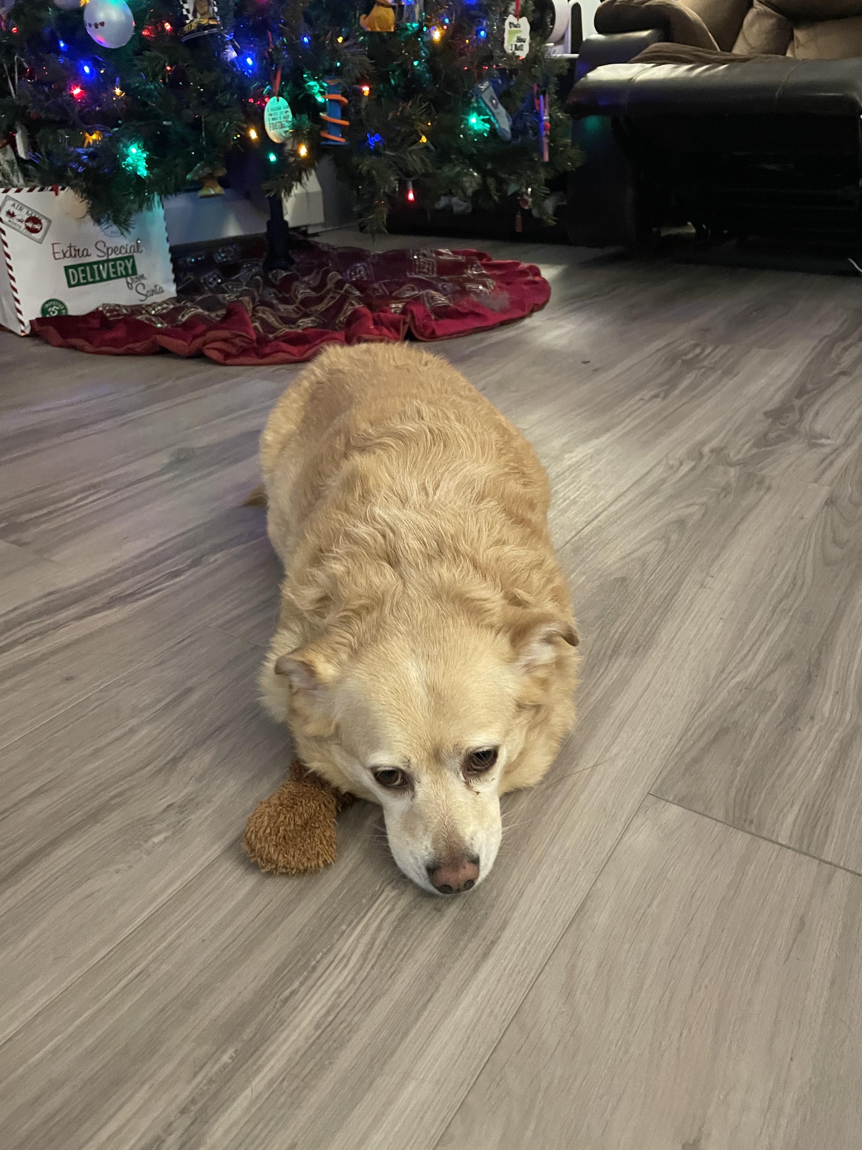 My little Corgi/Pom loaf Lily | Scrolller