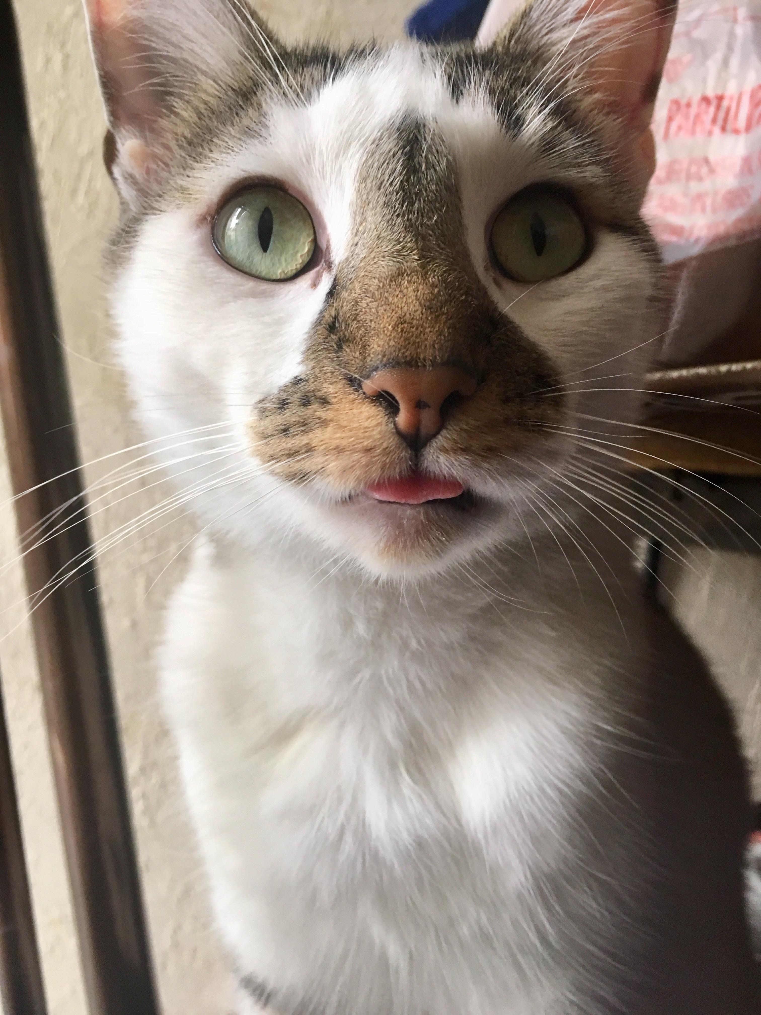 My little dick face’s first blep | Scrolller