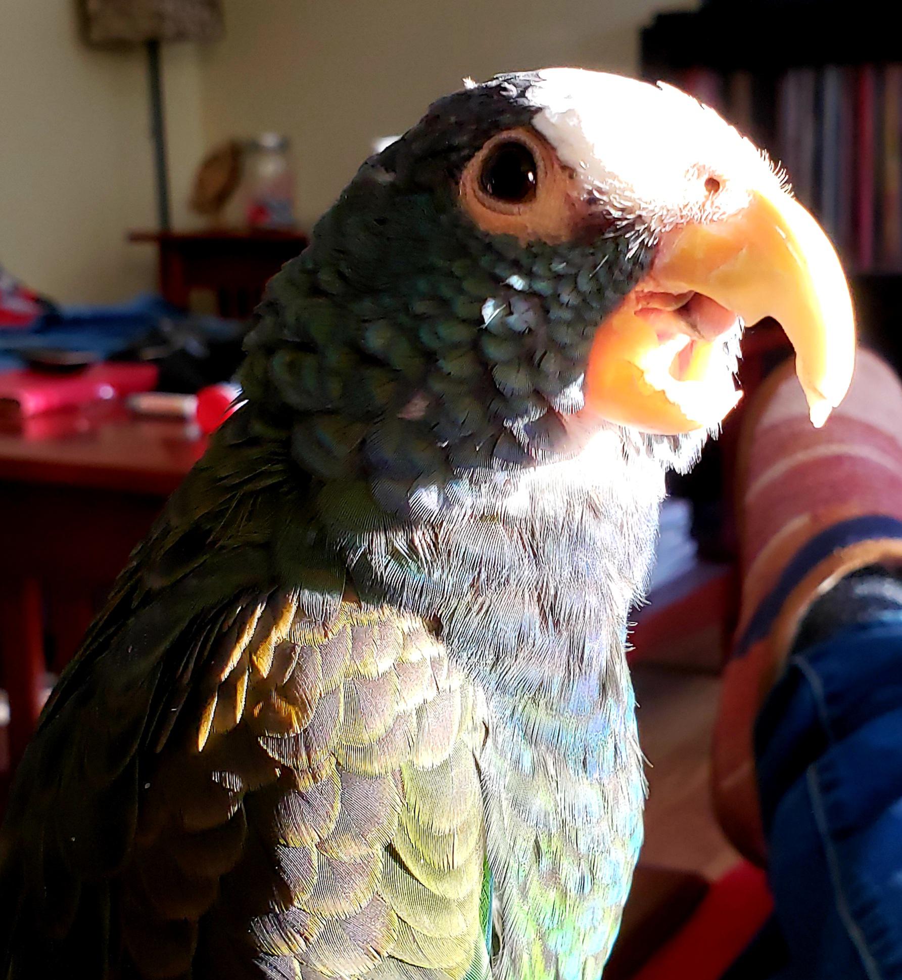 My little dinosaur roaring in the sun... it was his fav pic from a photo session 😄 | Scrolller