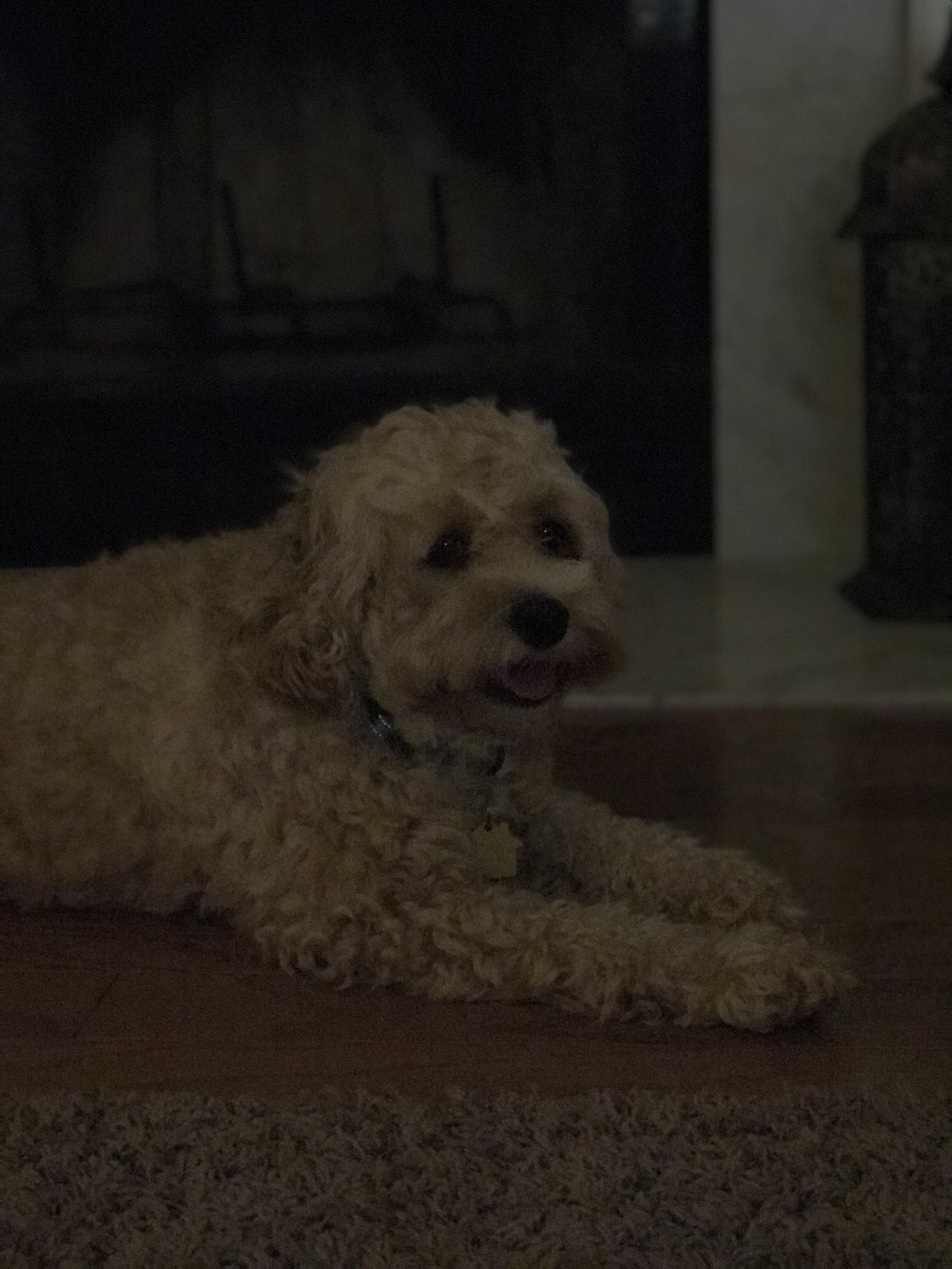 My little doggo | Scrolller