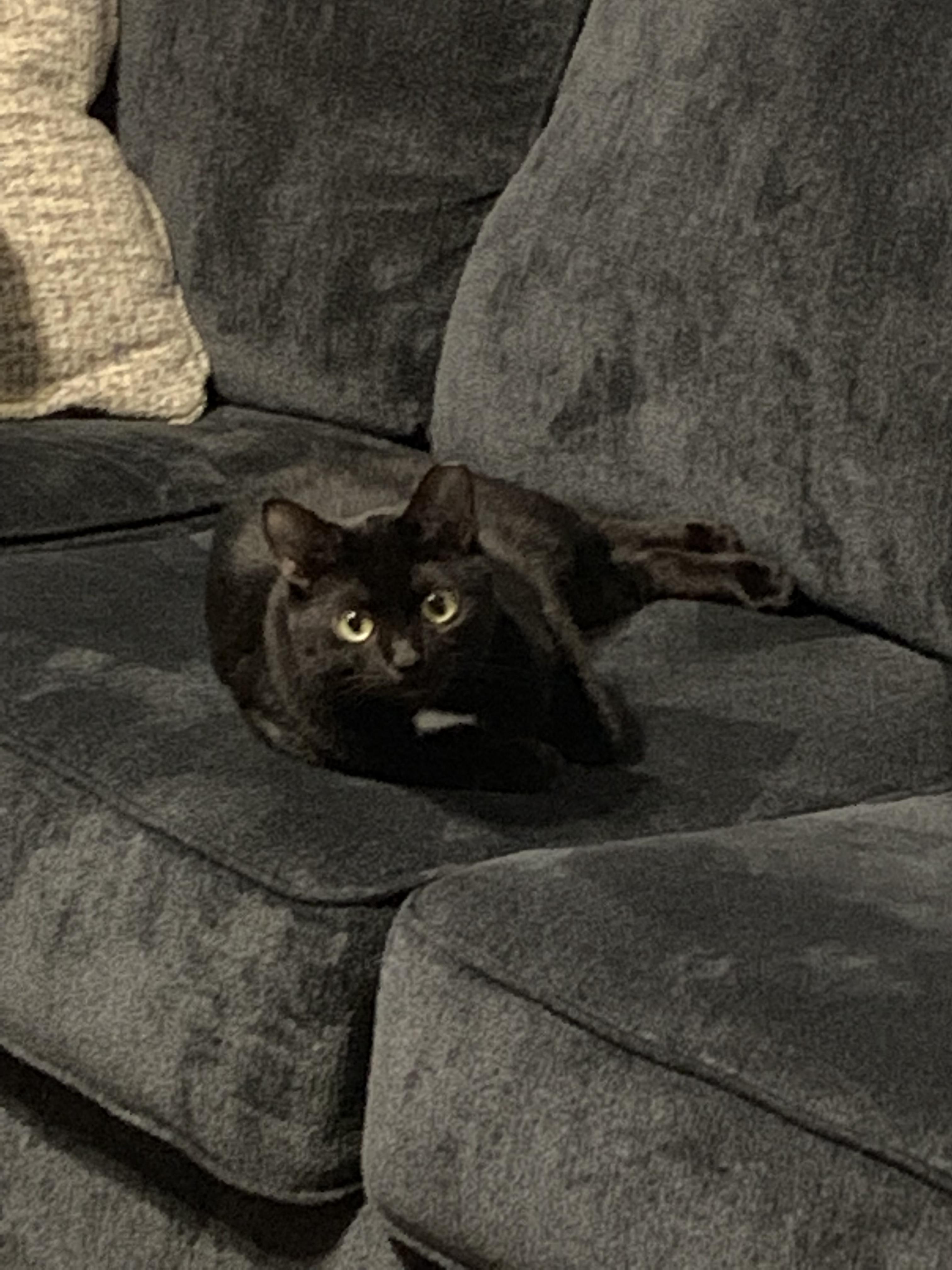 My little dude chillin on the couch | Scrolller