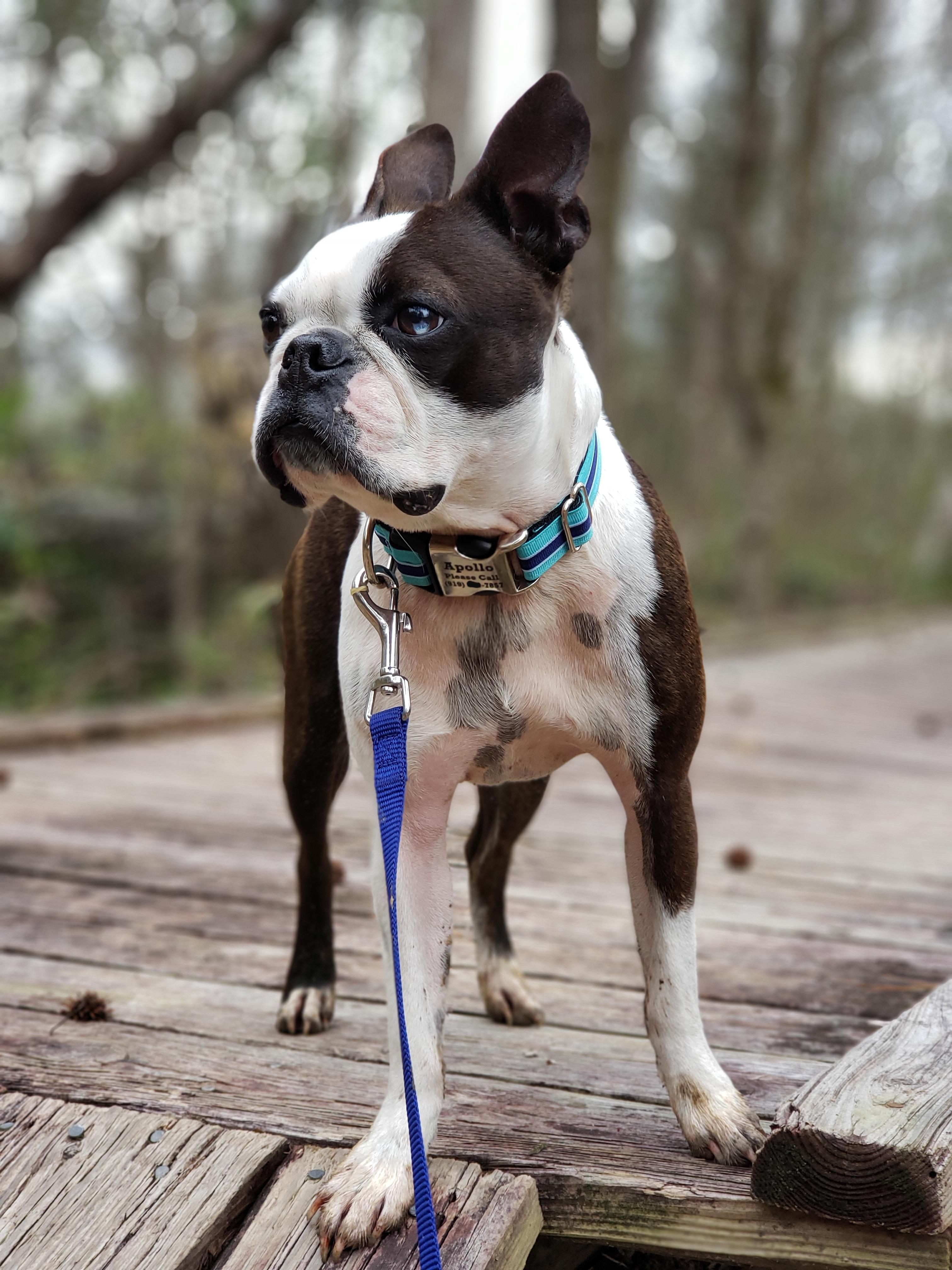 My little explorer, Apollo | Scrolller