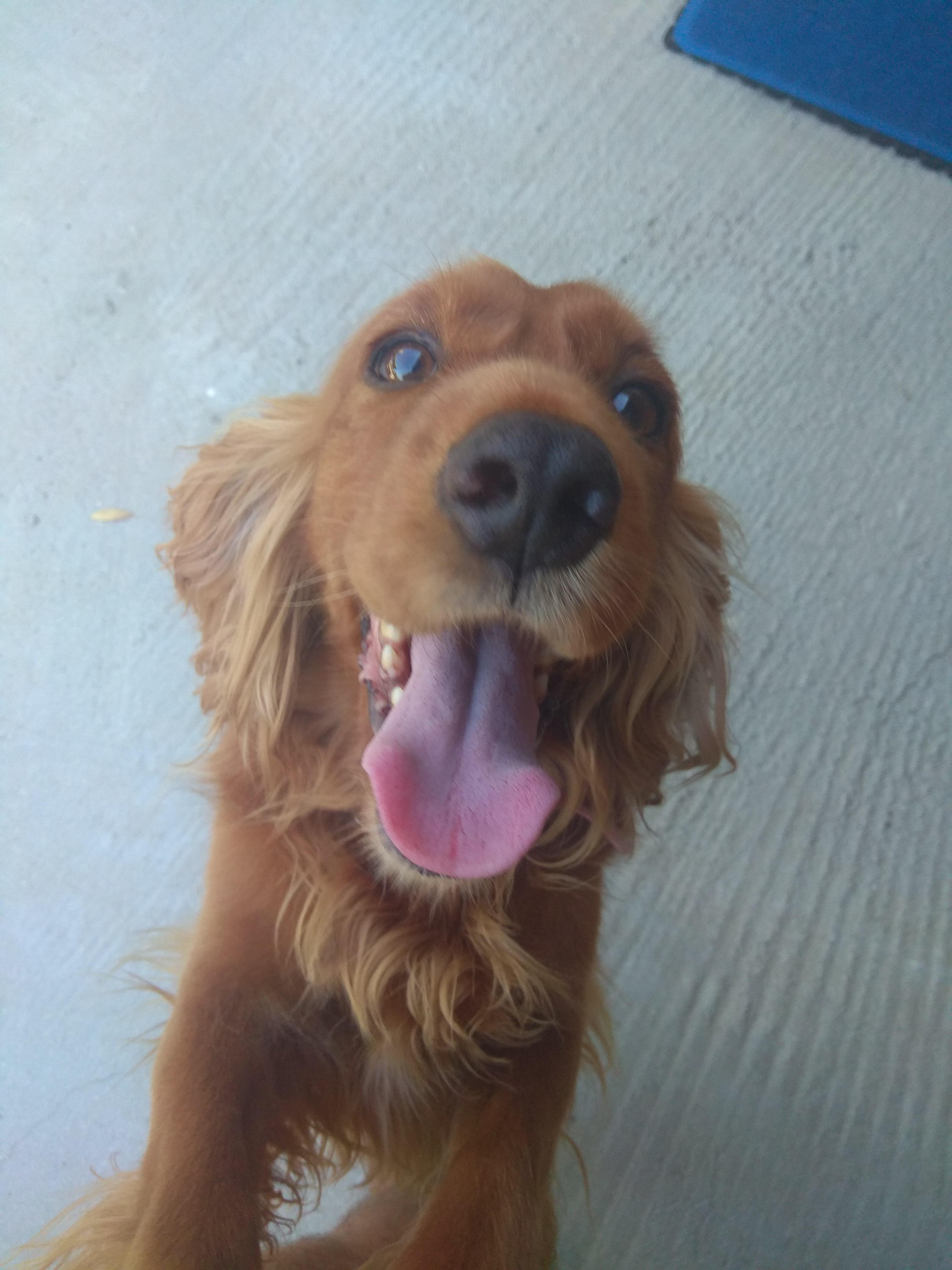 My little female Cocker spaniel. | Scrolller