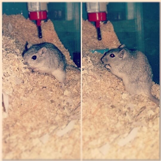 My little Gerbil buddy | Scrolller