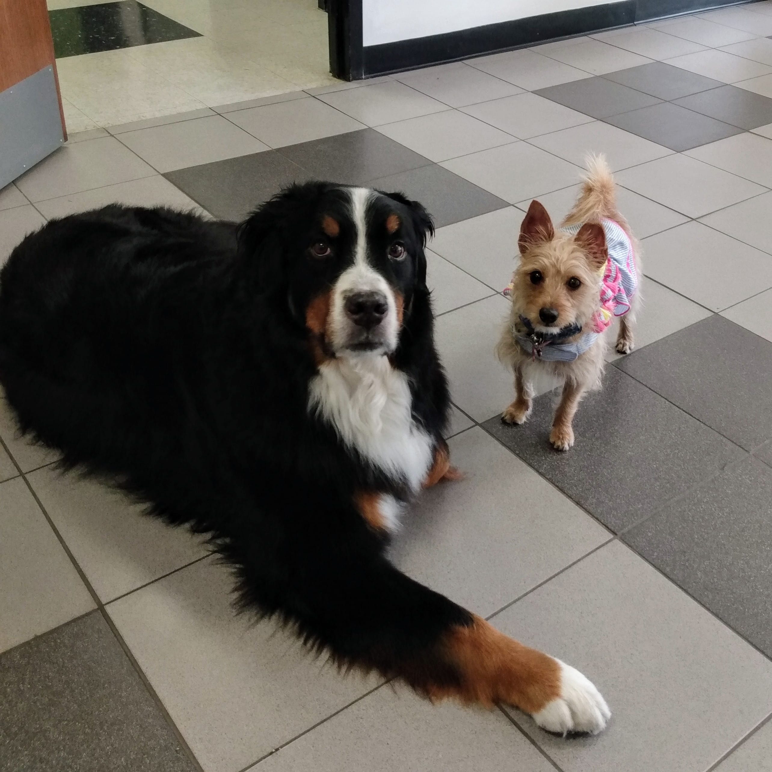 My little girl, Lulu and her work buddy, Mac. | Scrolller