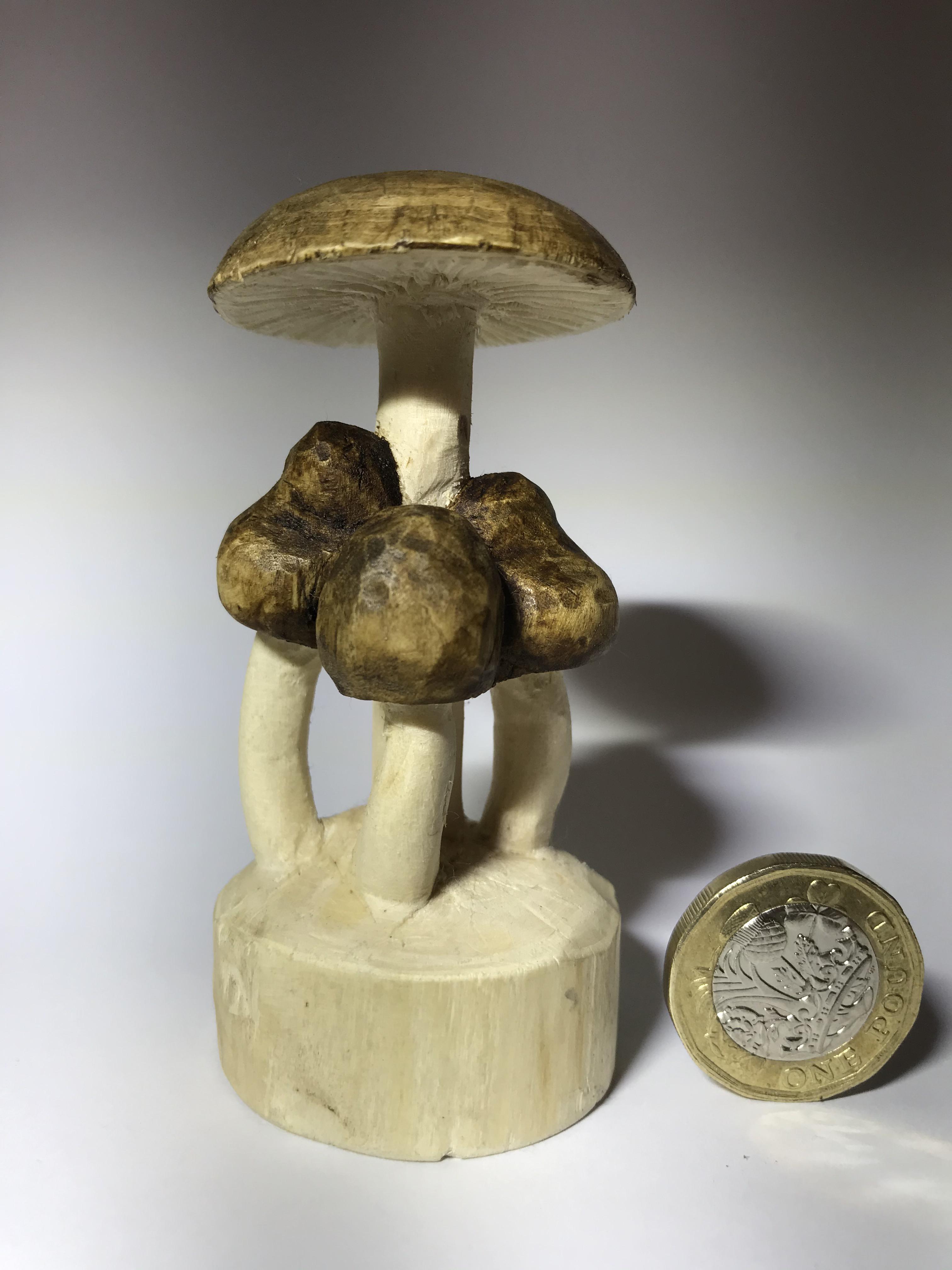 My little group of shrooms | Scrolller