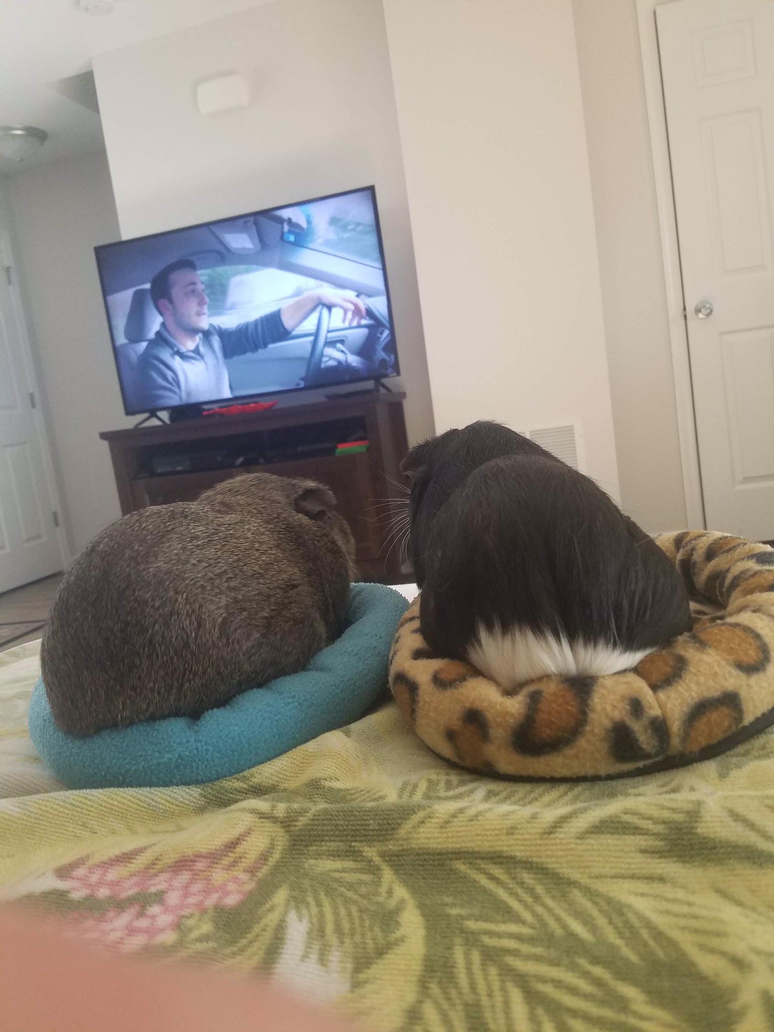 My little monsters watching tv | Scrolller