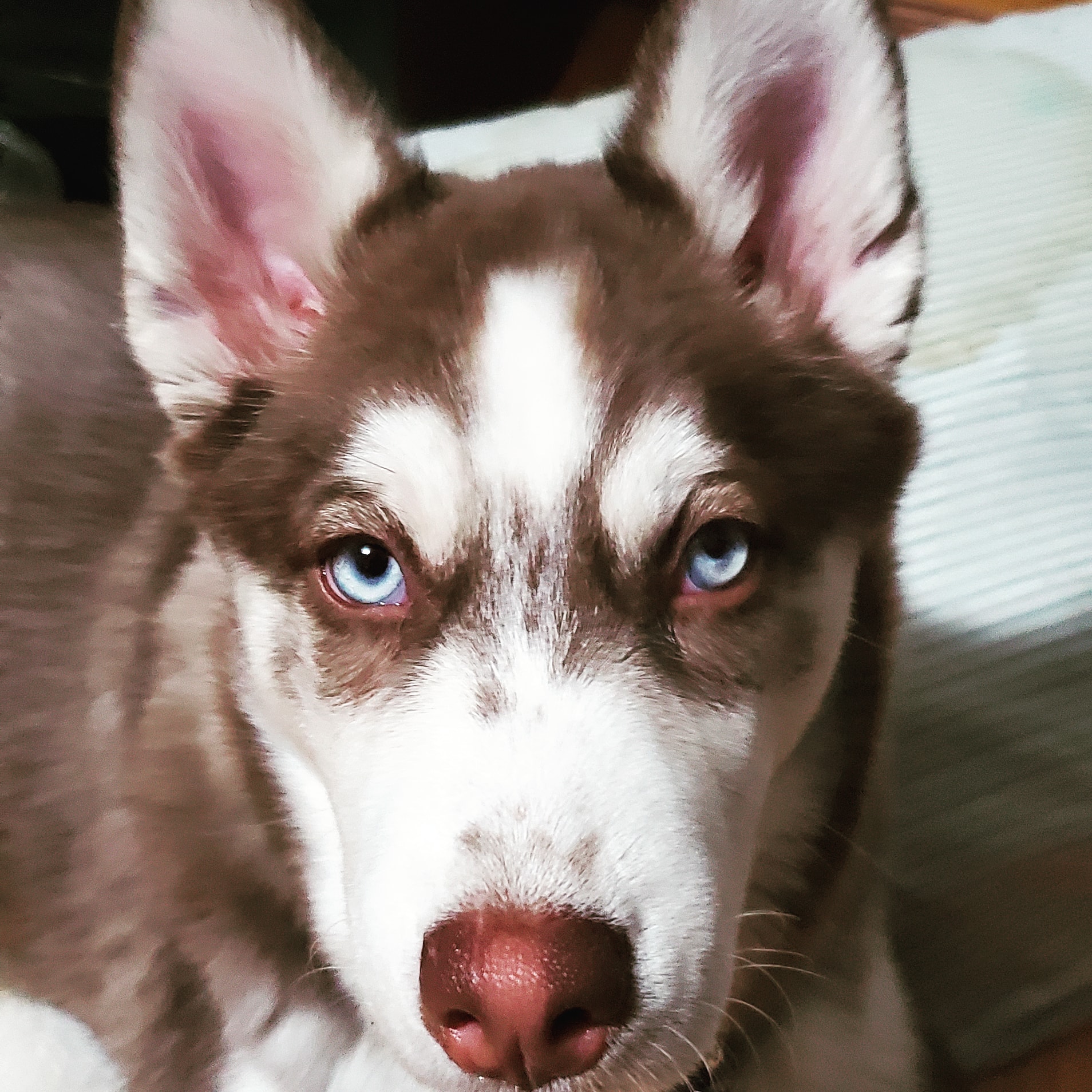 My little pomsky pup | Scrolller