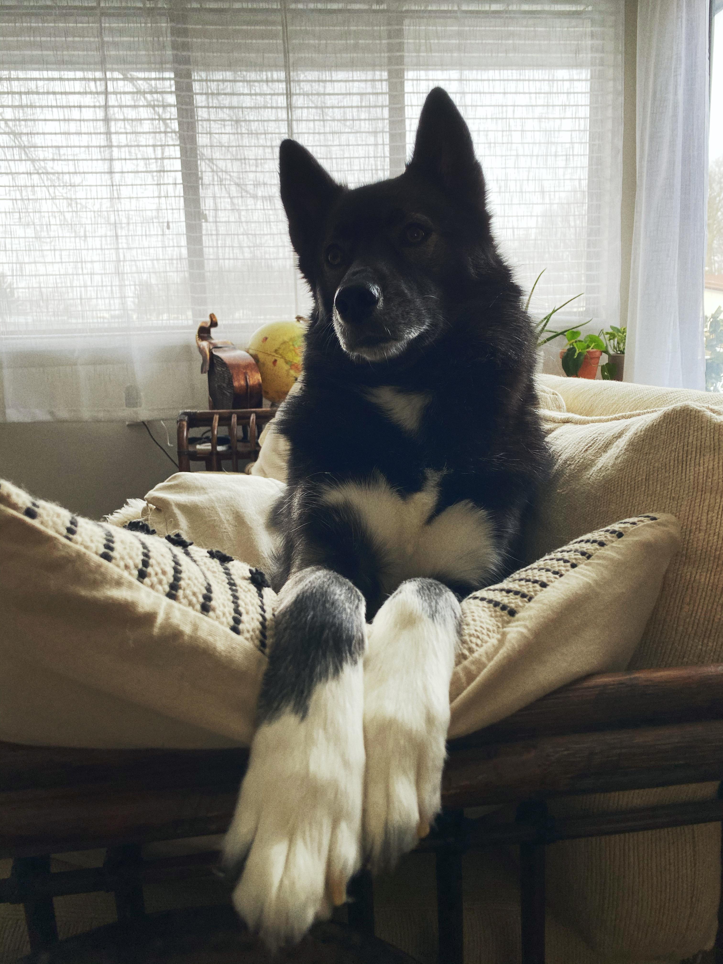 My little proper lady, Suki! | Scrolller