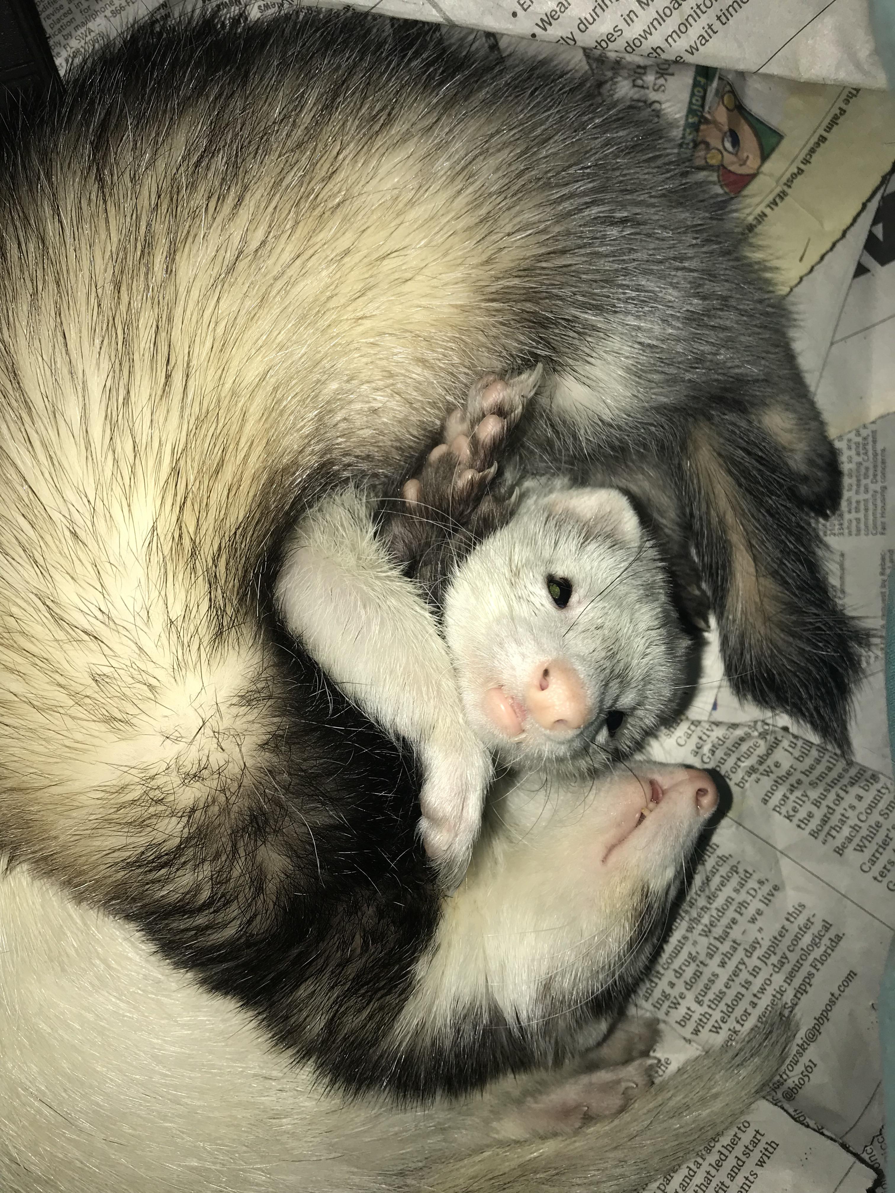 My little puddle of ferrets | Scrolller