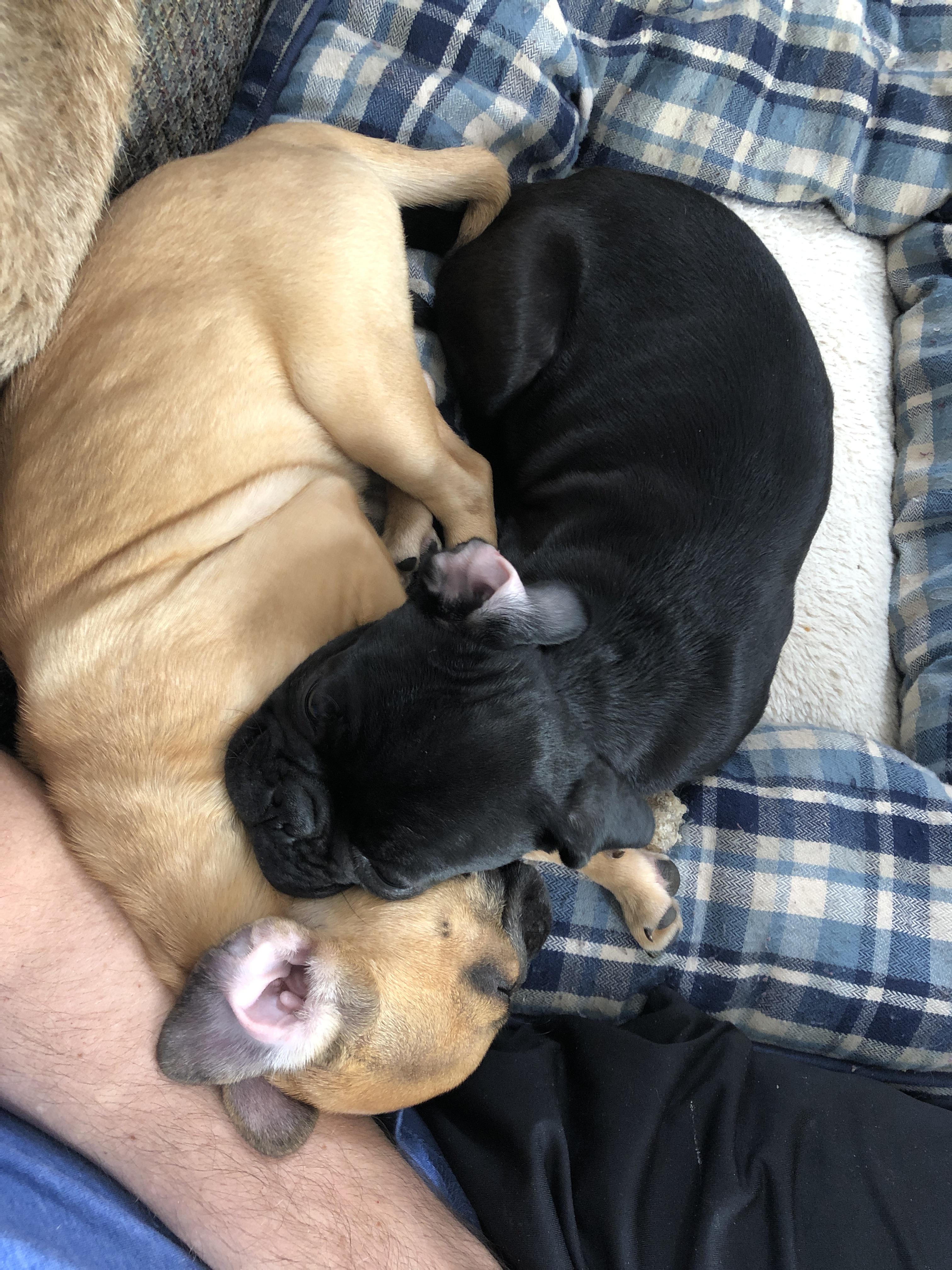 My little snuggle buddies. | Scrolller