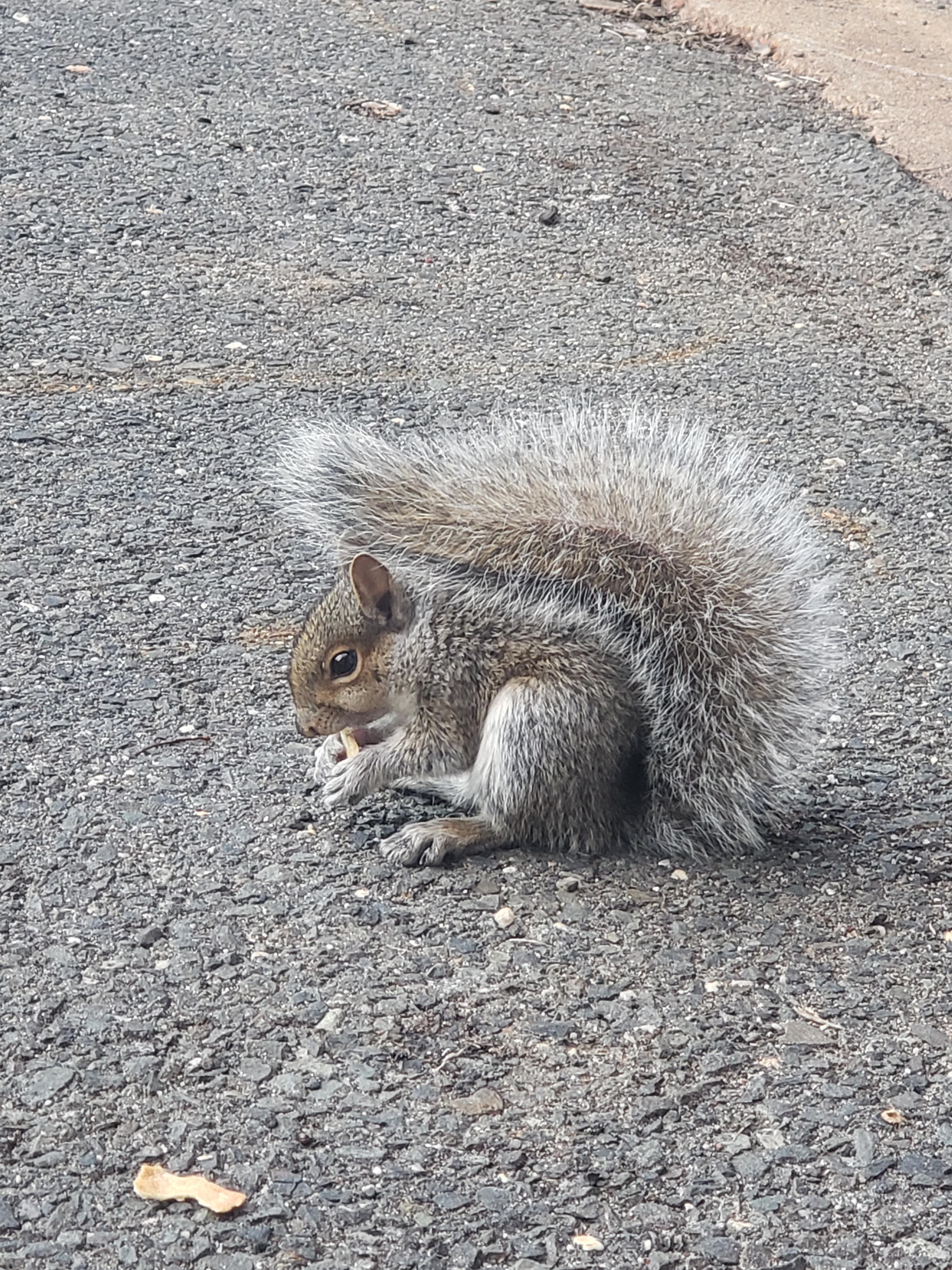 My little squirrel buddy at work. | Scrolller