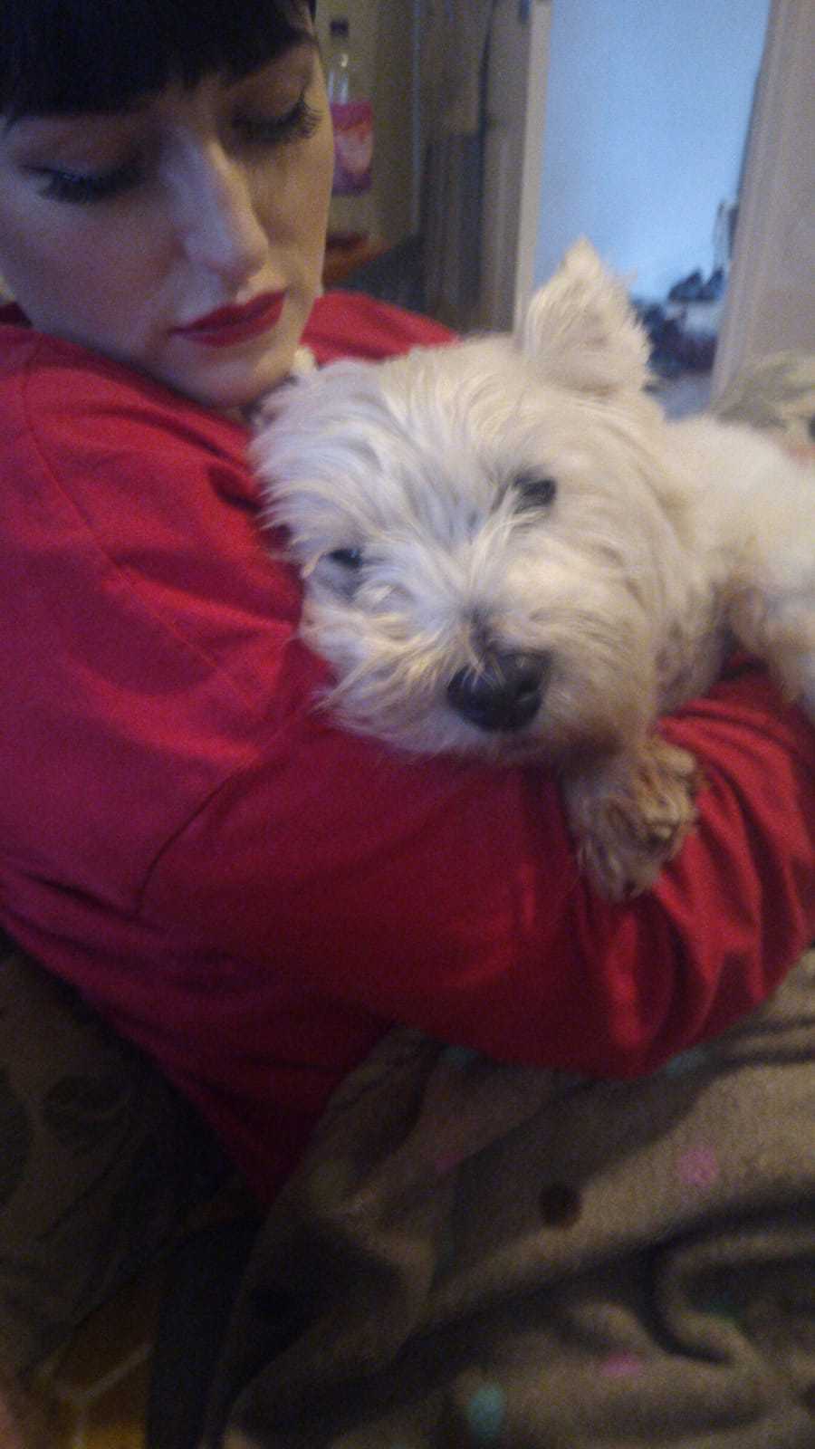 My little westie Ruby, shes just turned 13 years old, and is the most cuddly baby, she loves ...