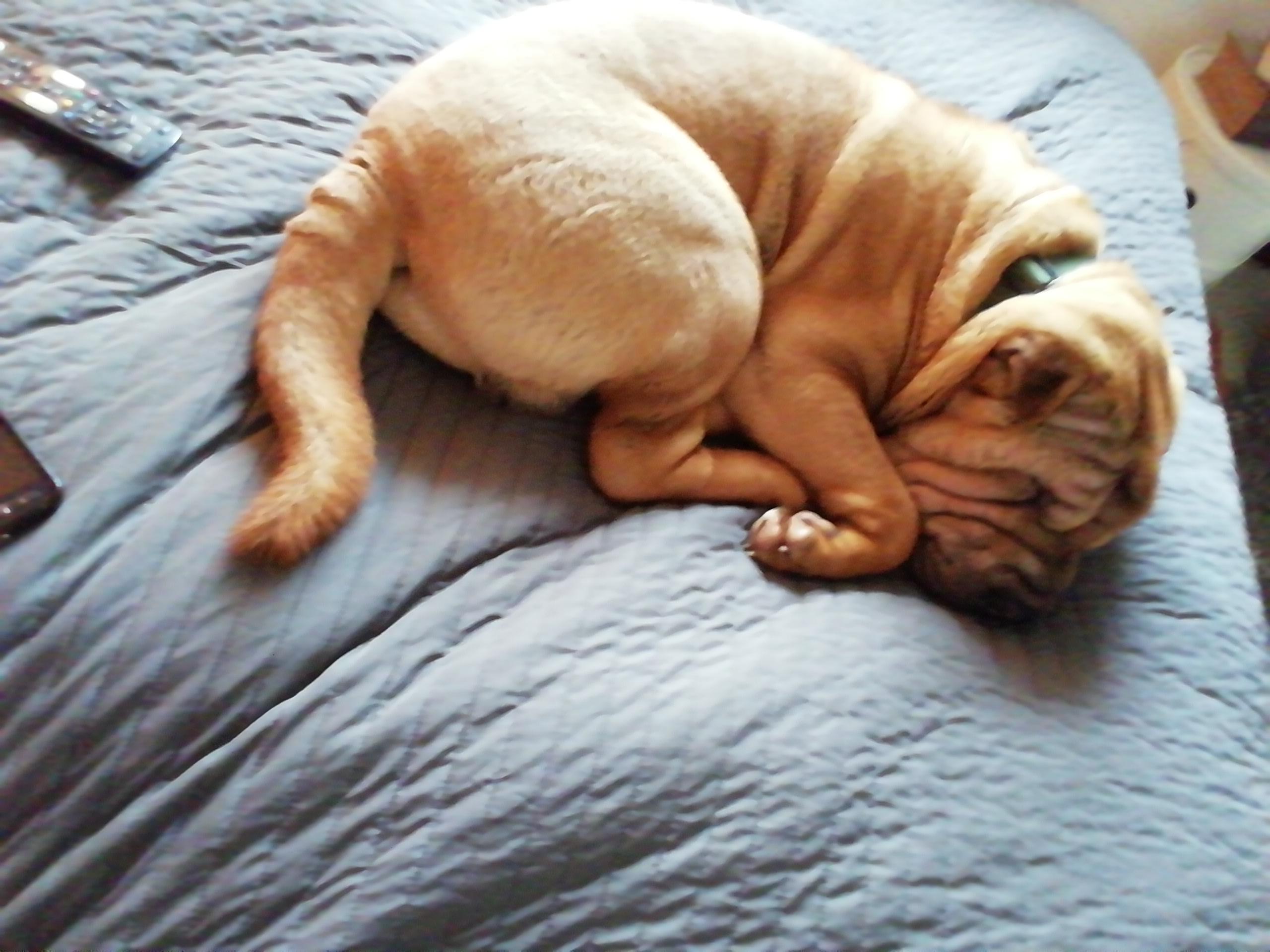 My lock down buddy Melvin | Scrolller