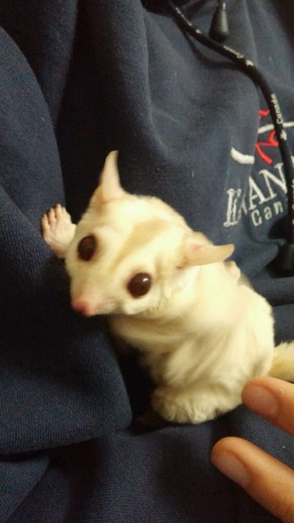 My lovely Cremeino Glider, Ruby. | Scrolller