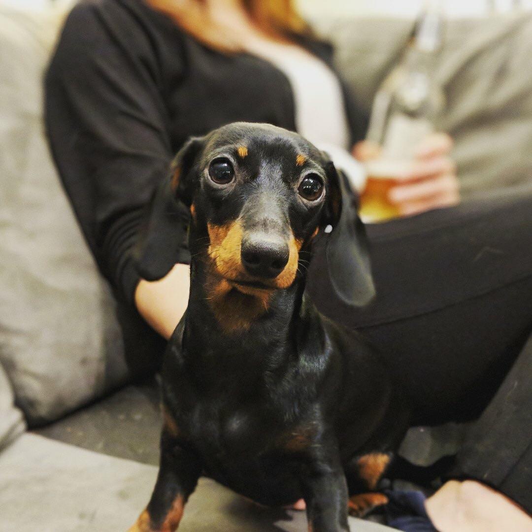 My mini, Harley | Scrolller