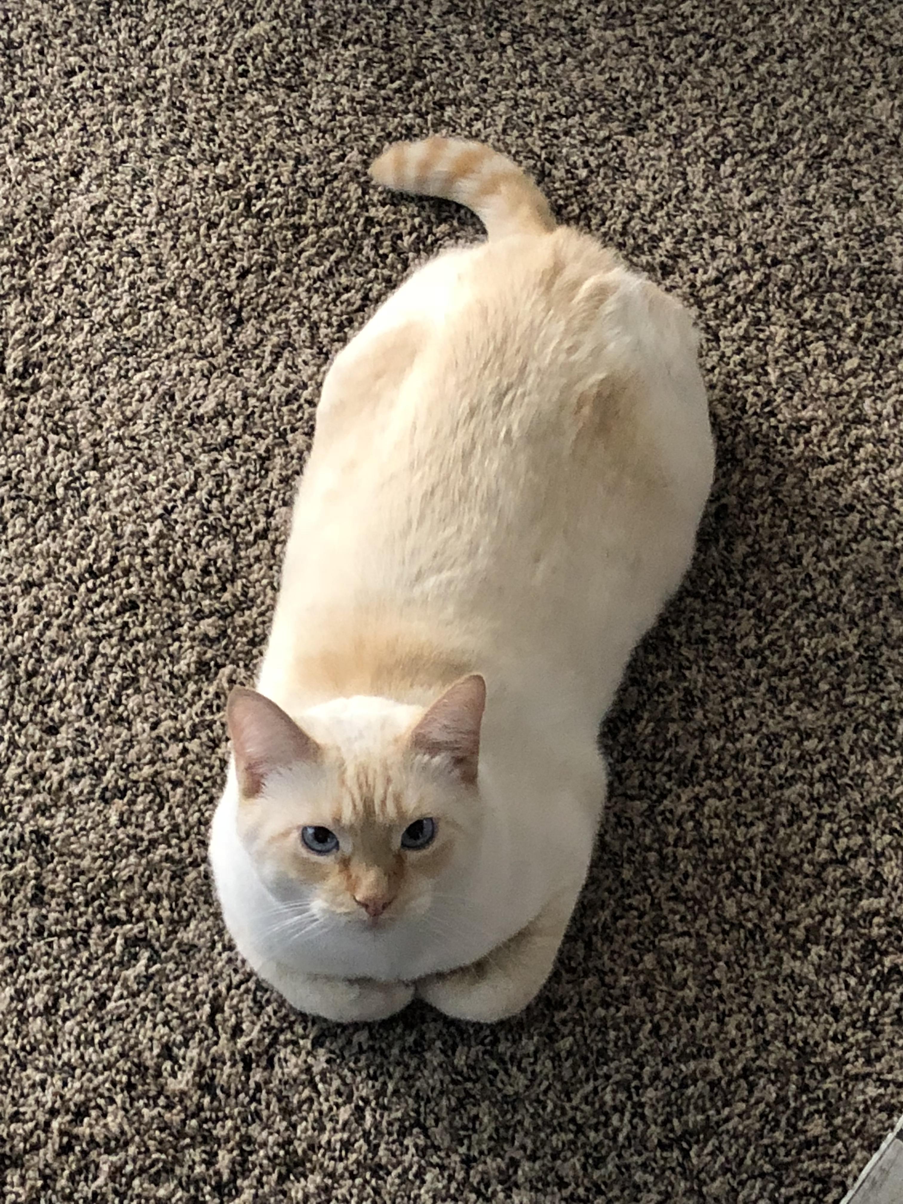 My moms lightly toasted loaf. She is very spoiled | Scrolller