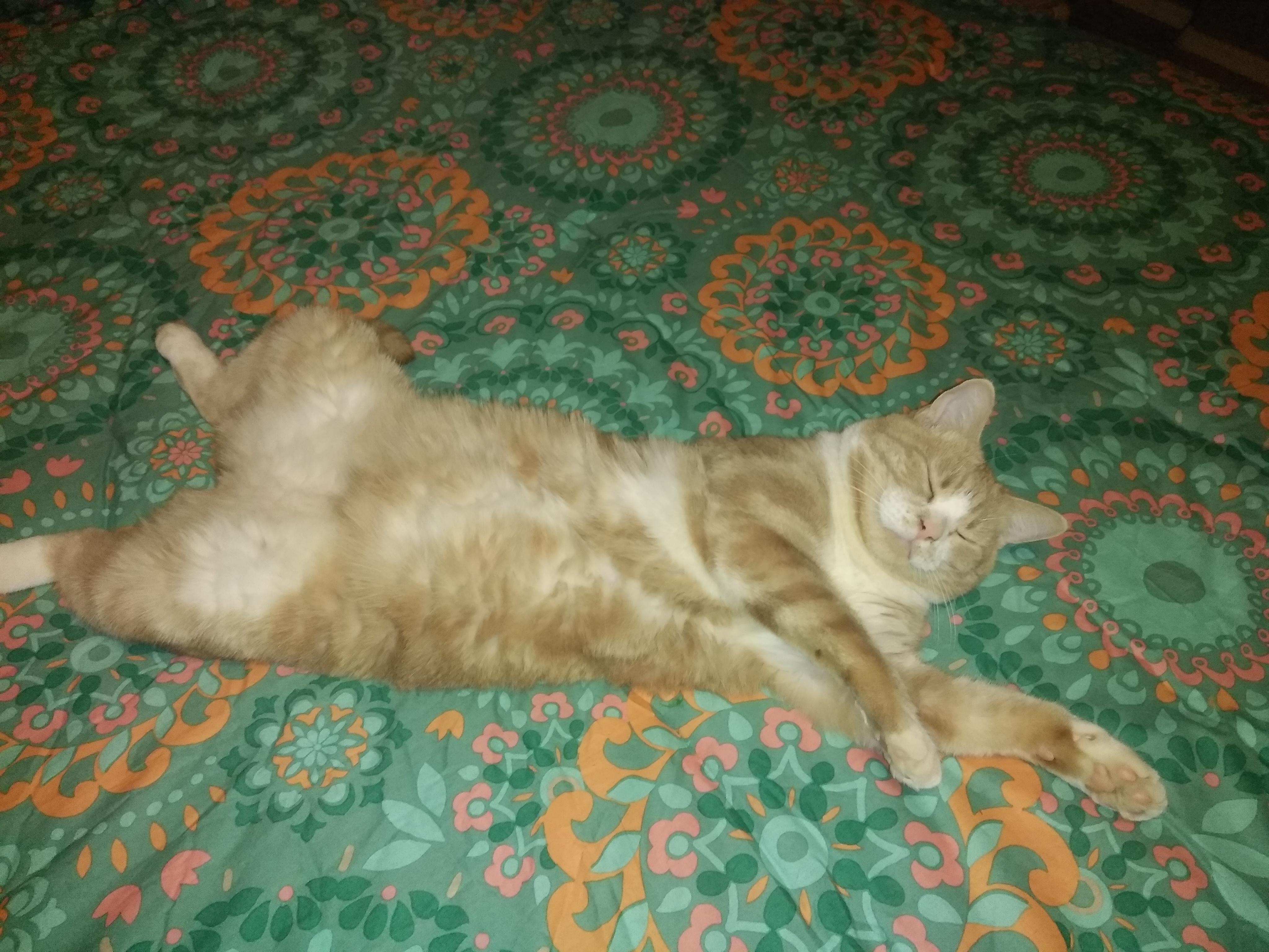 My moms sleeping cat, named Silly Boy | Scrolller