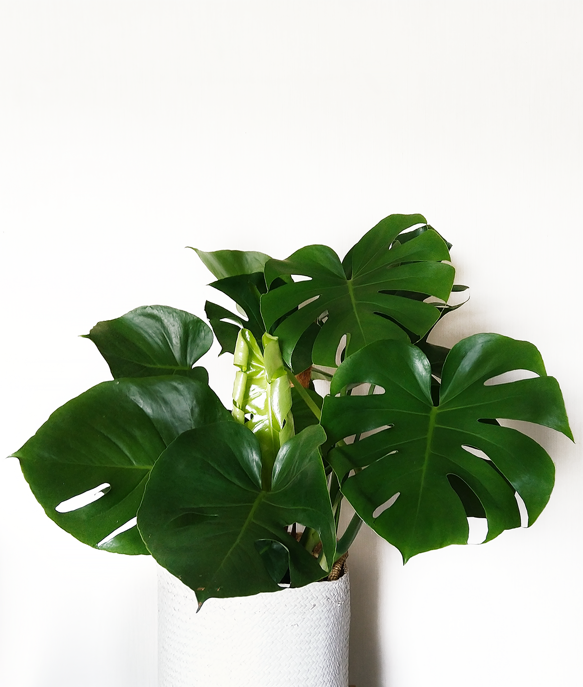 My monstera is thriving! | Scrolller