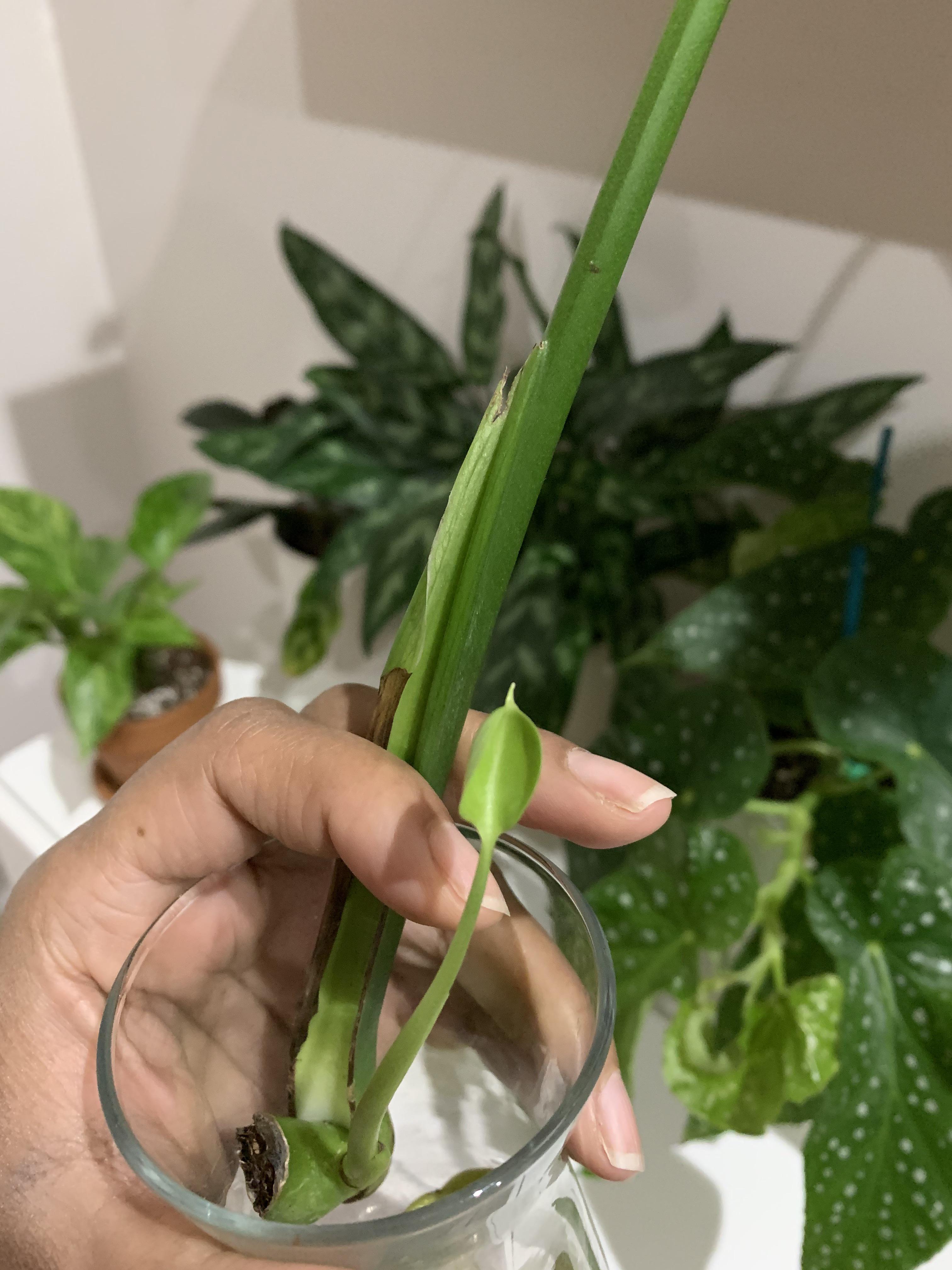 My monstera prop put out the tiniest leaf | Scrolller
