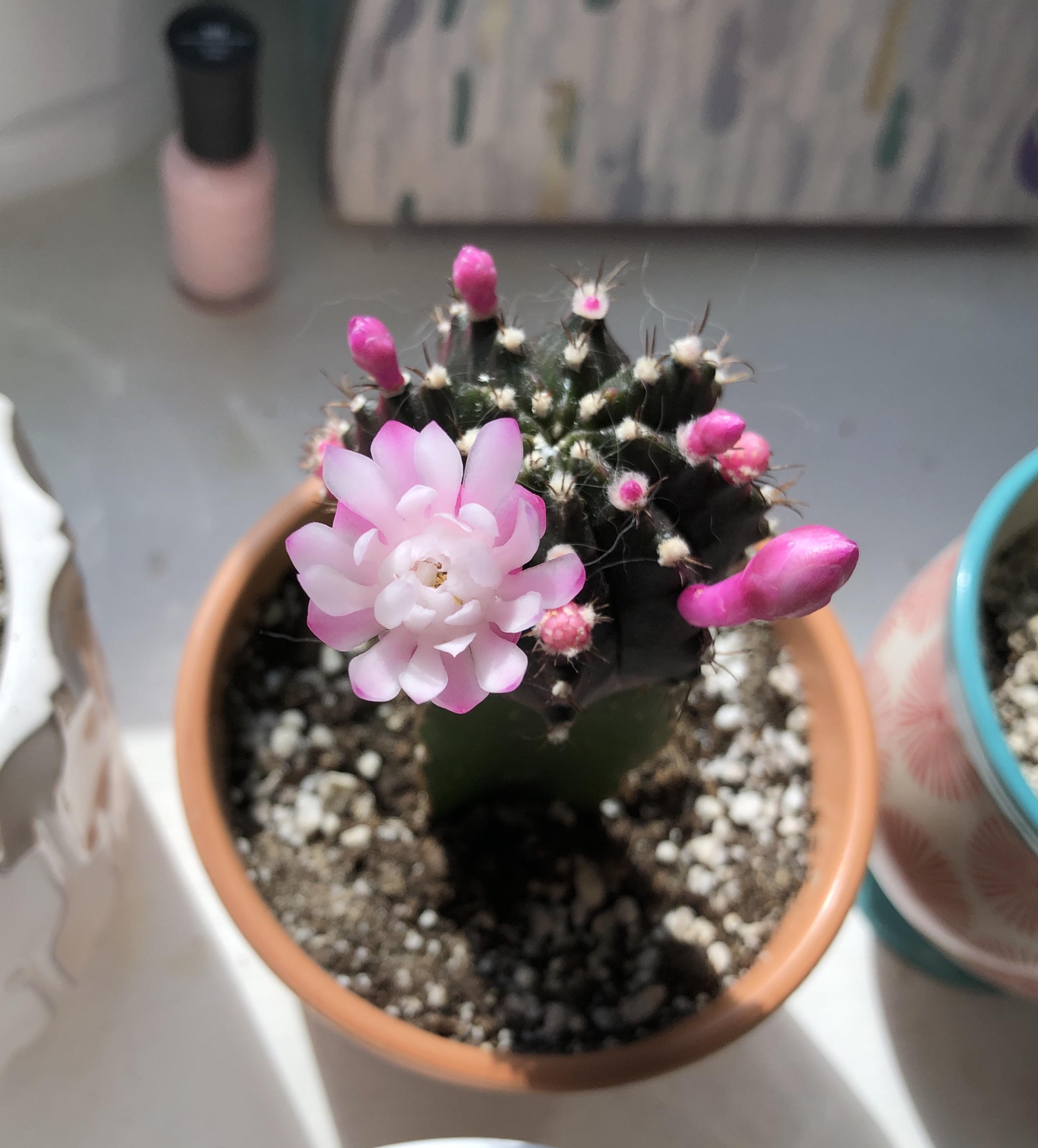 my moon cactus finally bloomed 😁💕 | Scrolller