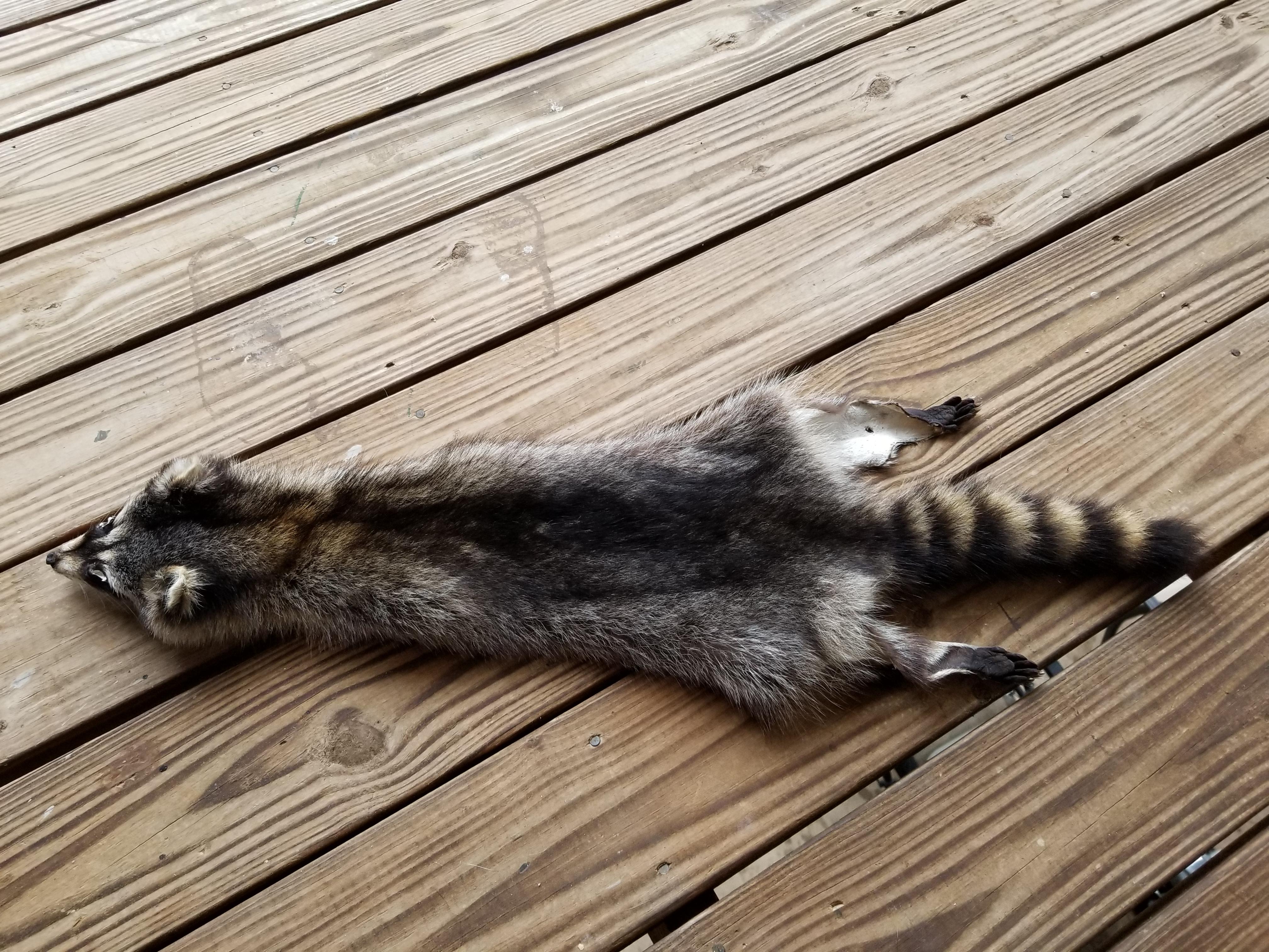 My most successful tanned pelt! A roadkill raccoon. | Scrolller
