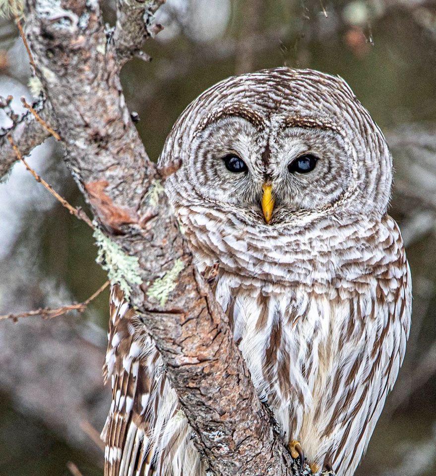 My mother took this photo of a beautiful barred owl in northern Minnesota today | Scrolller
