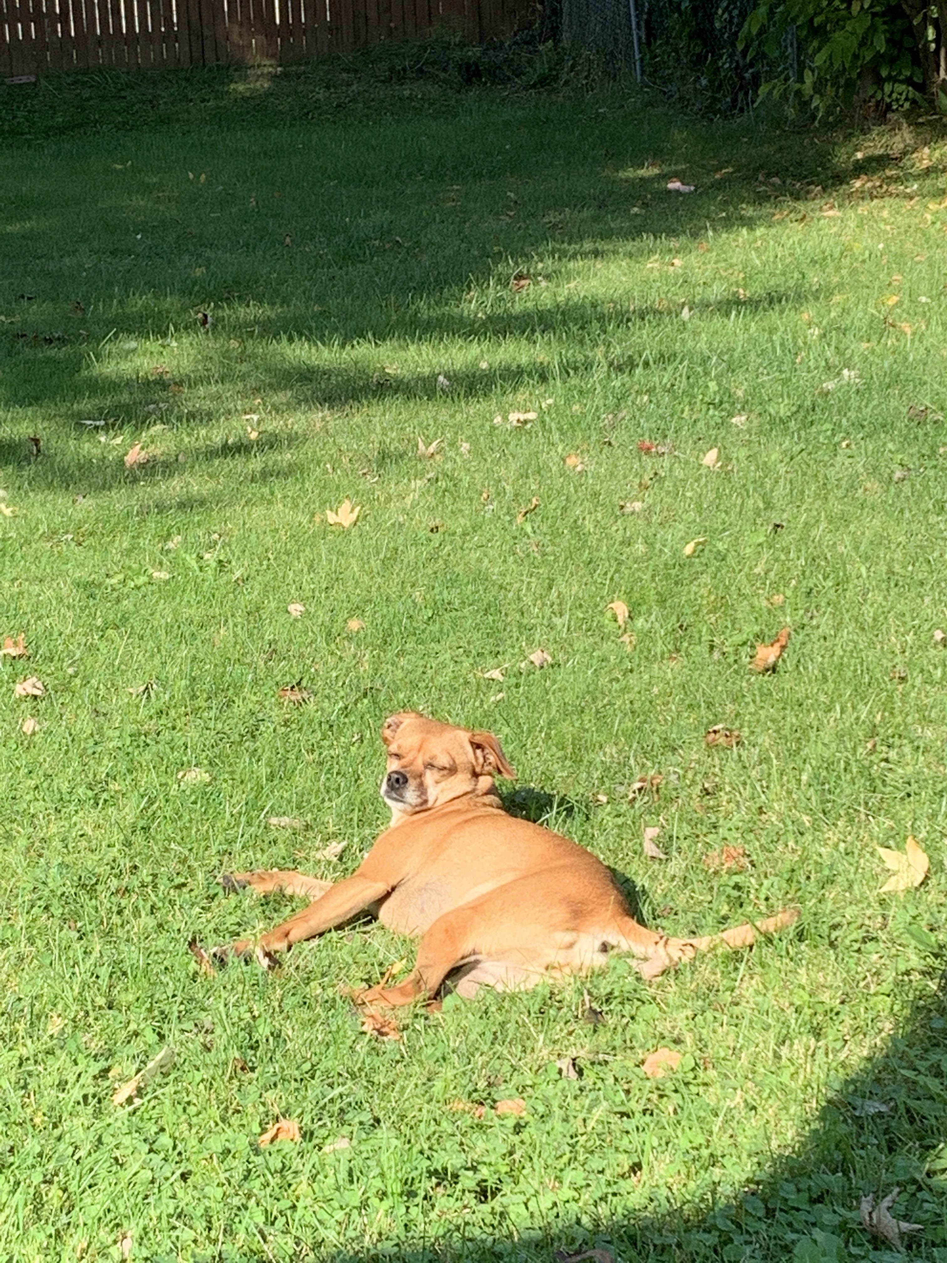 My name is Boo and today my job is sunbathing. | Scrolller