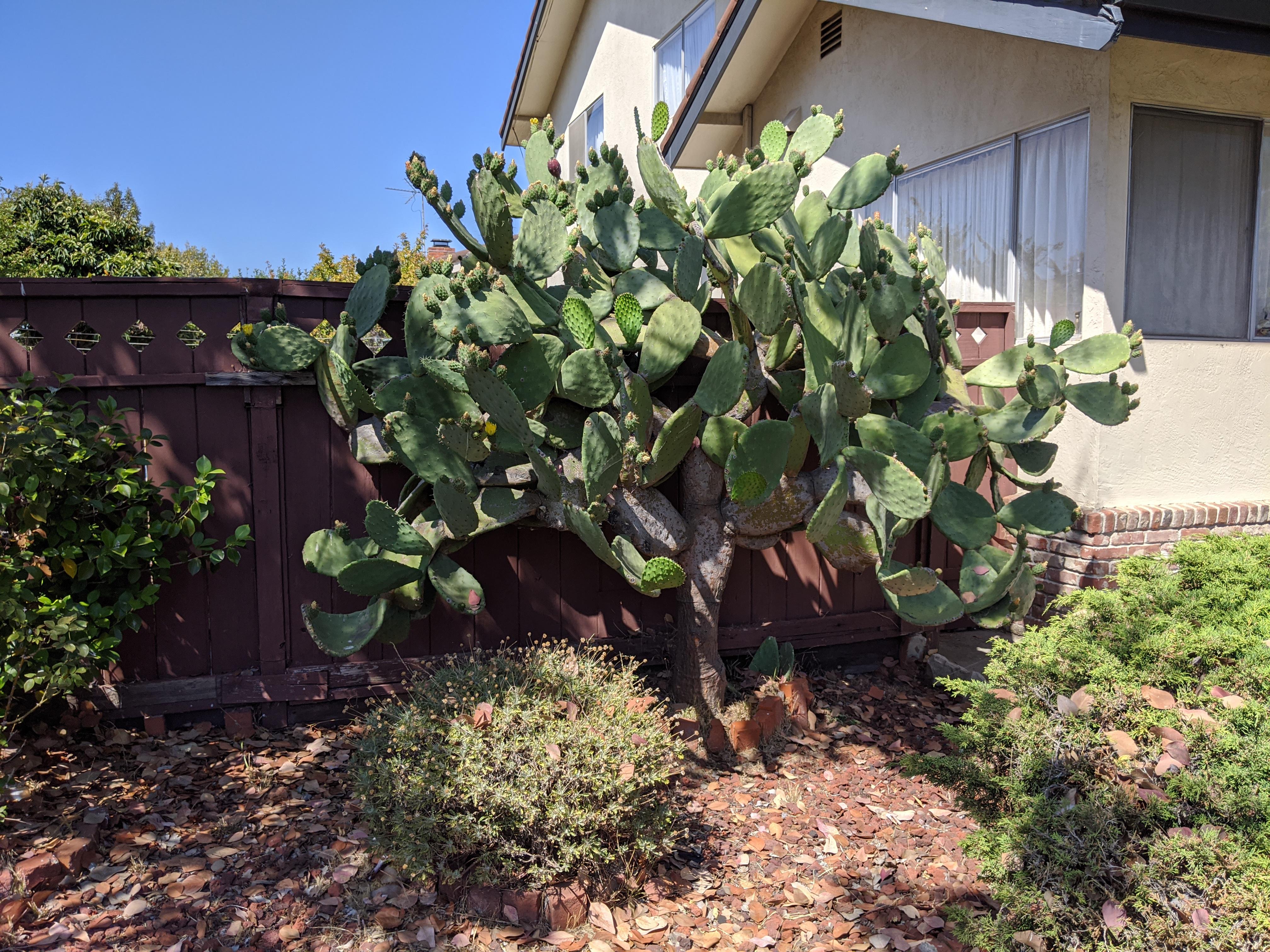 My neighbor's majestic prickly pear tree. | Scrolller