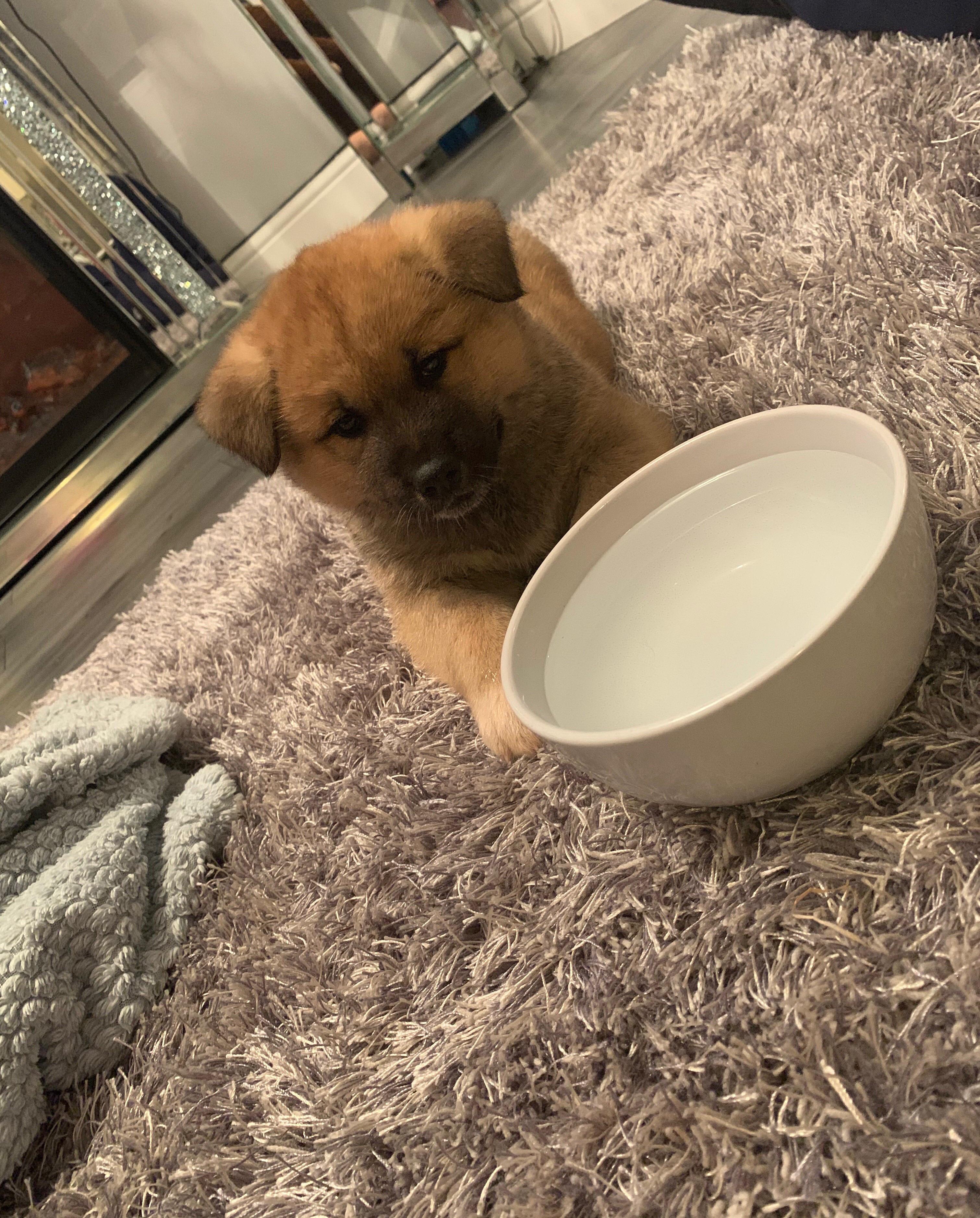 My new 10 week old Akita, Benji | Scrolller