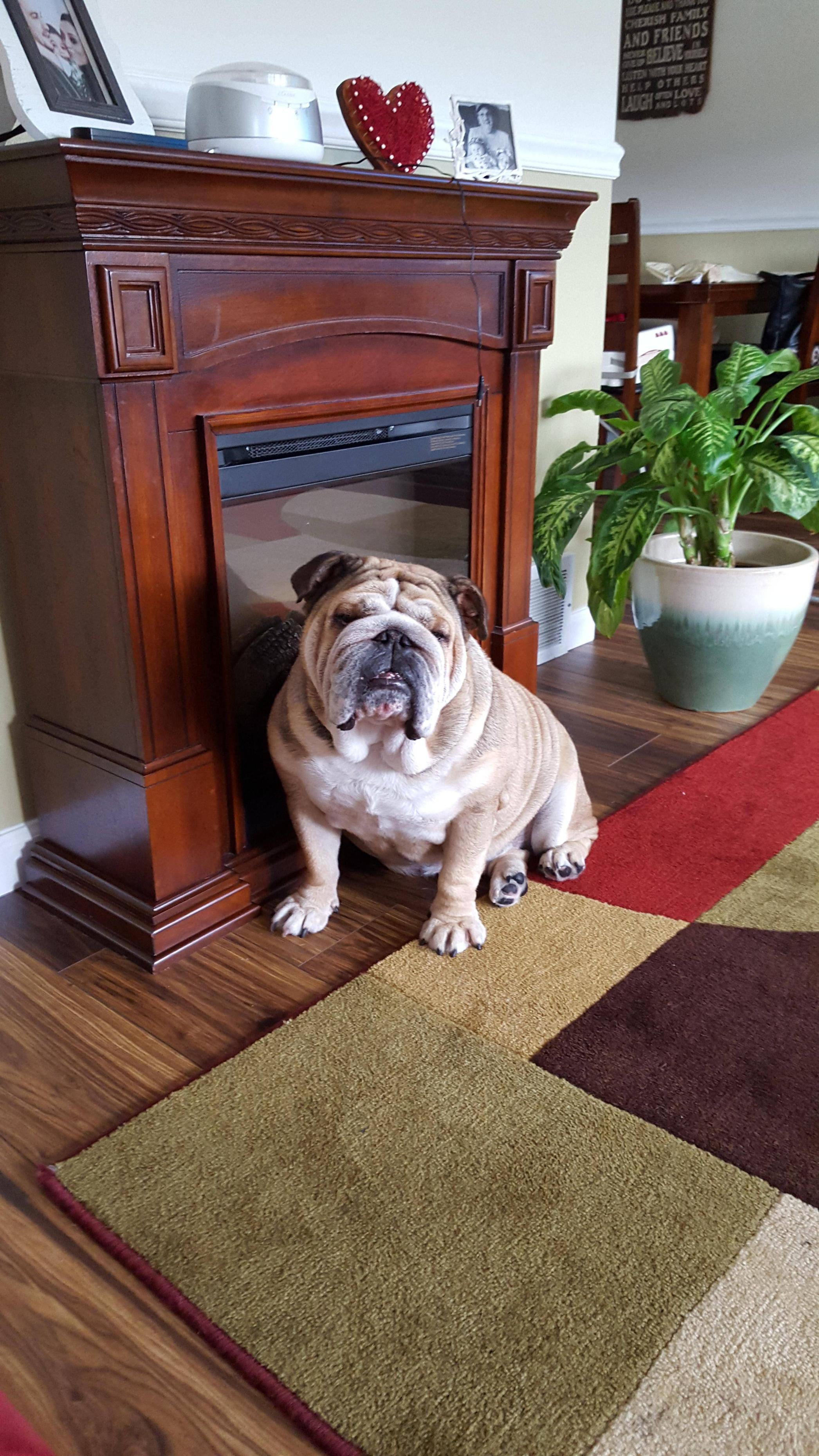 My new adopted bully | Scrolller