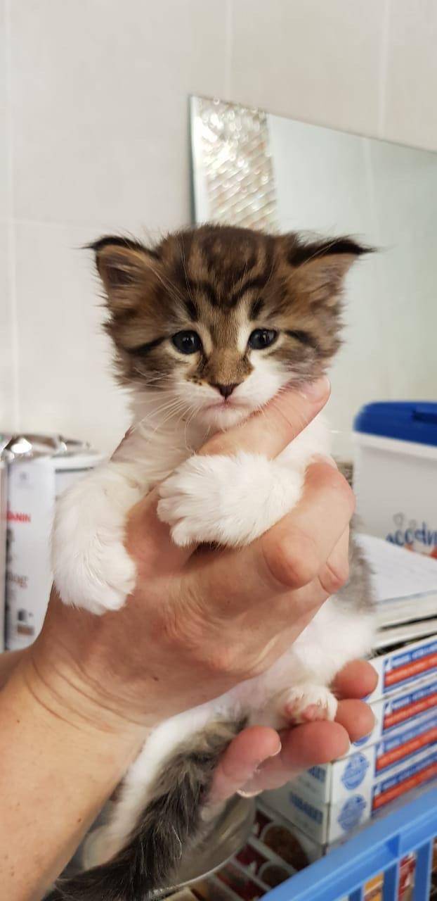 My new baby, Fig! | Scrolller