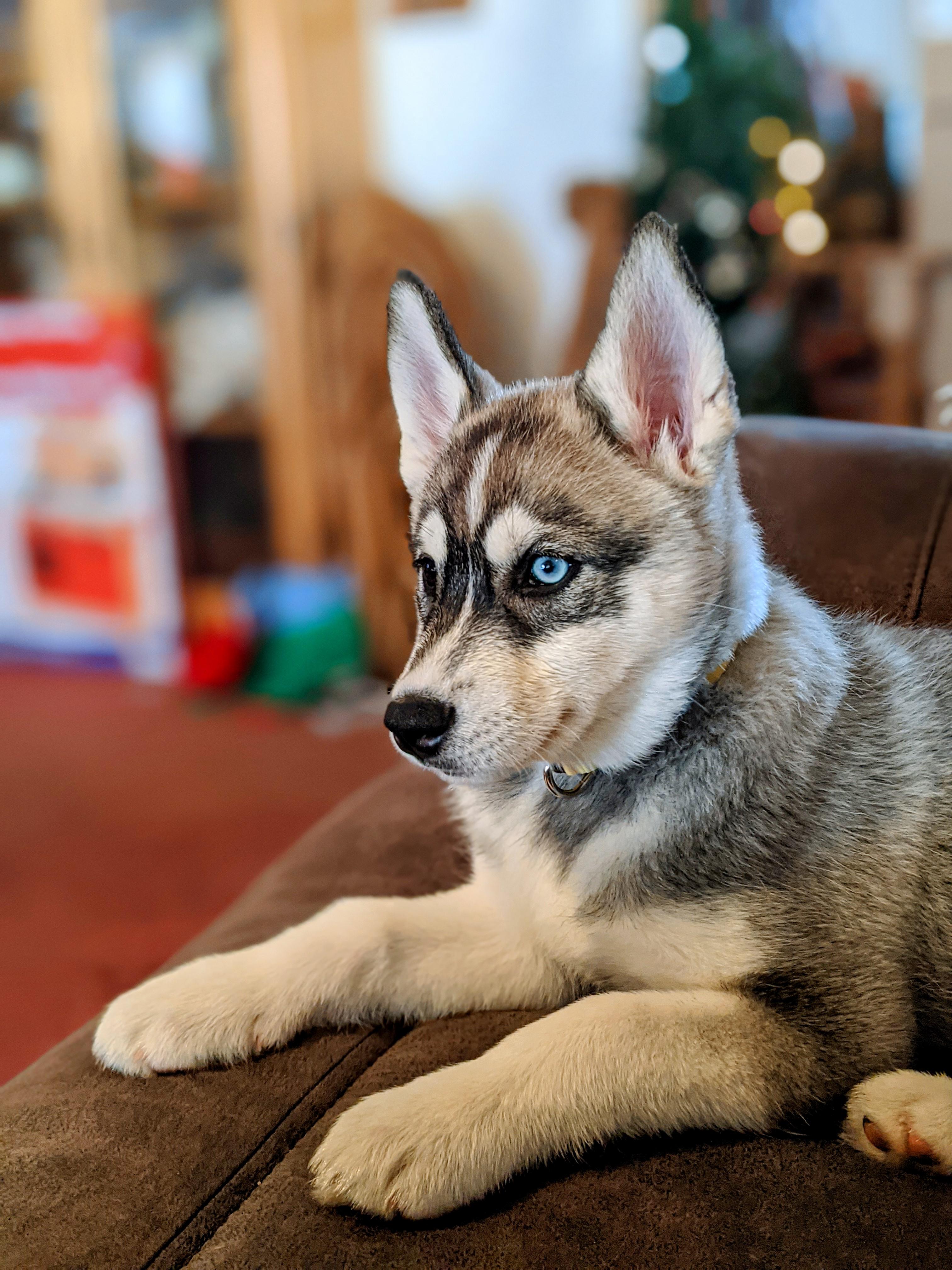 The Majestic Siberian | Scrolller