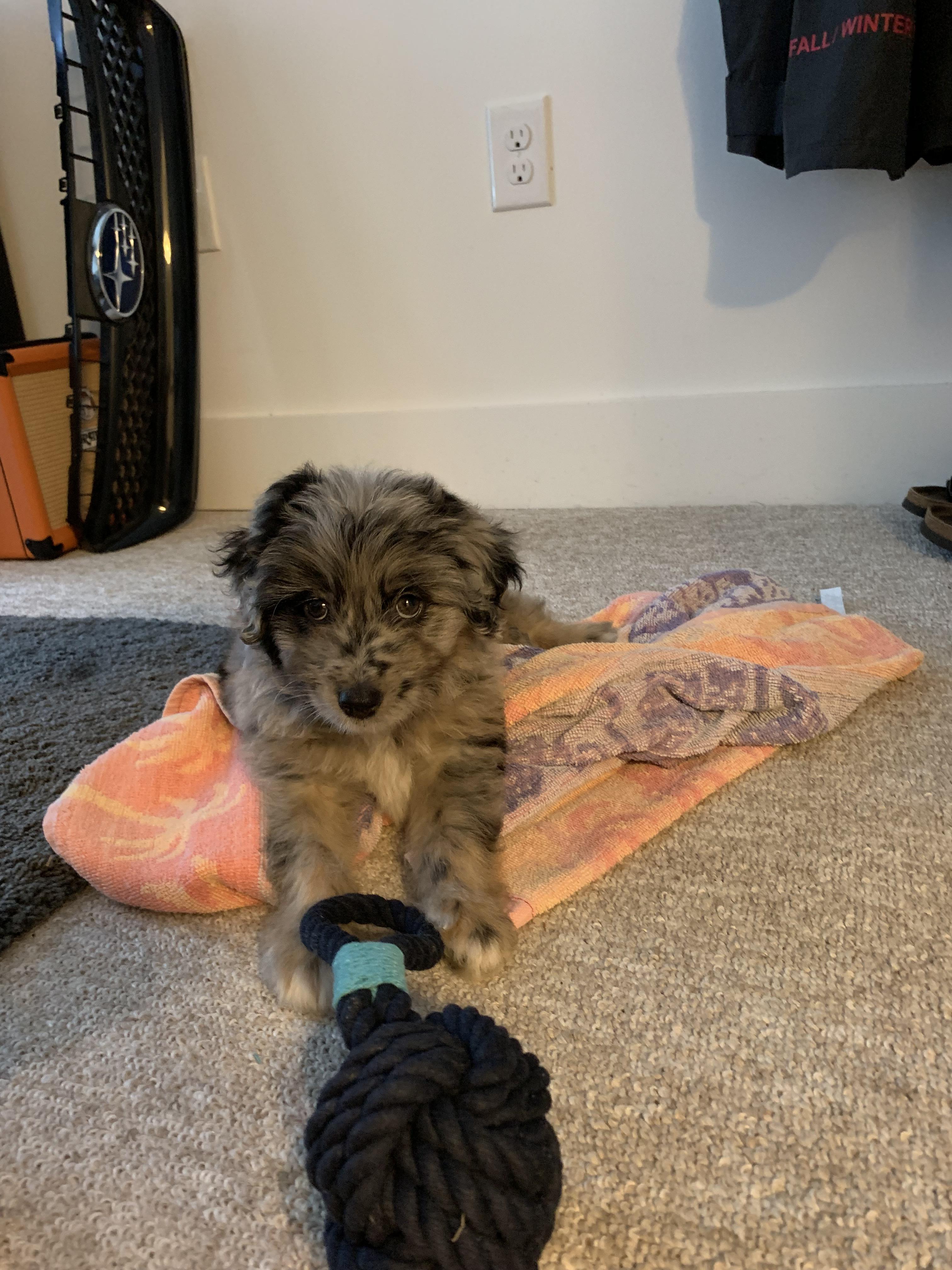 My new buddy Ronin | Scrolller