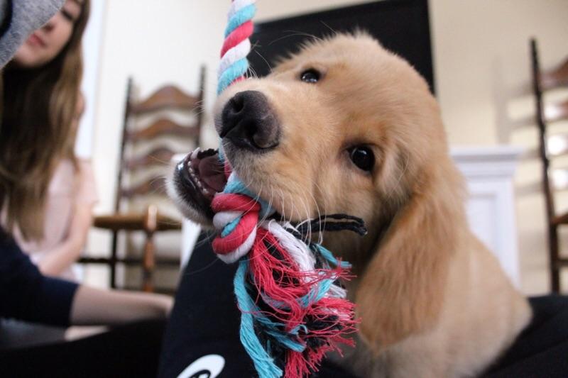 My new dog | Scrolller