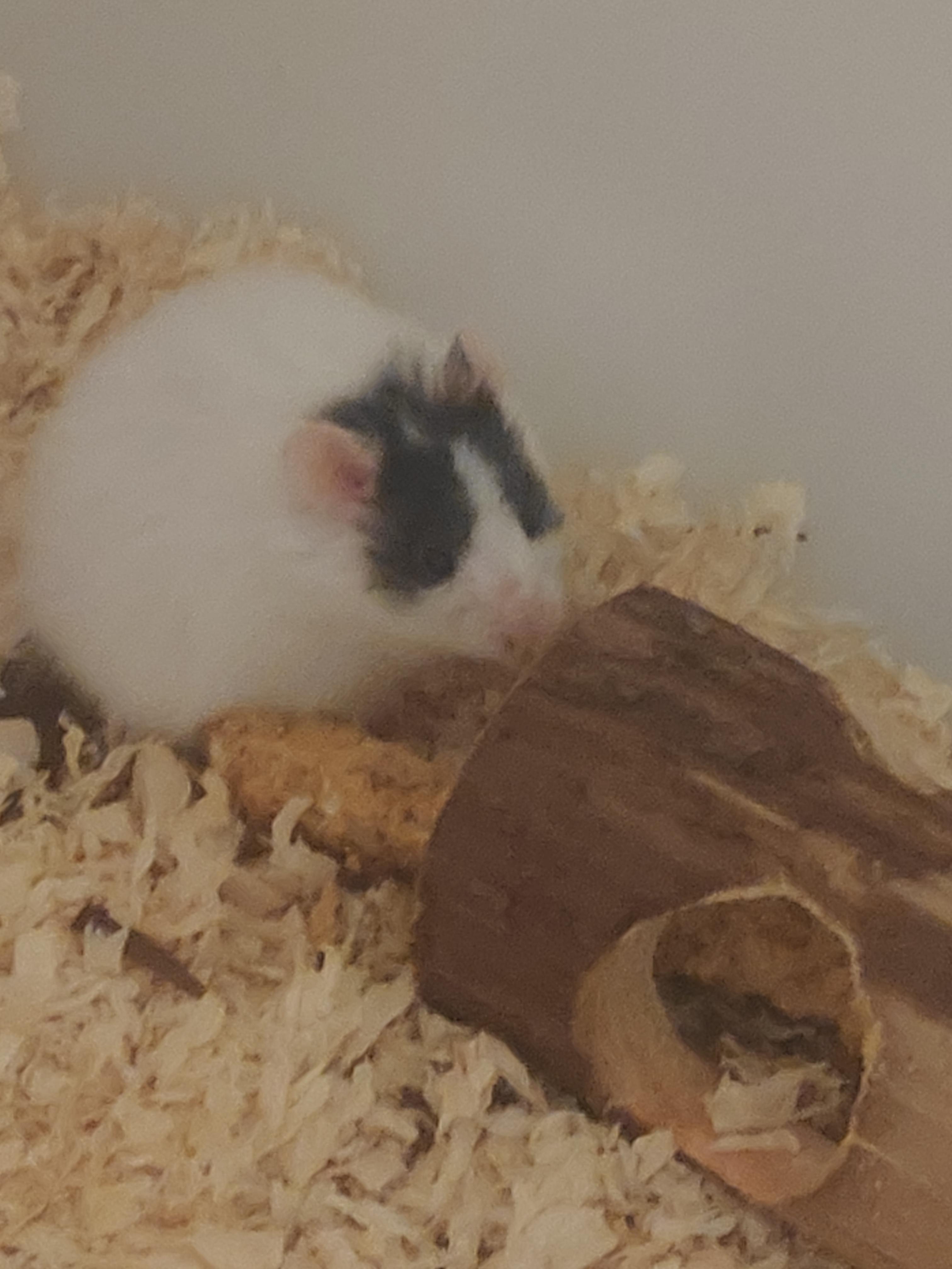 My new hamster BATMAN. | Scrolller