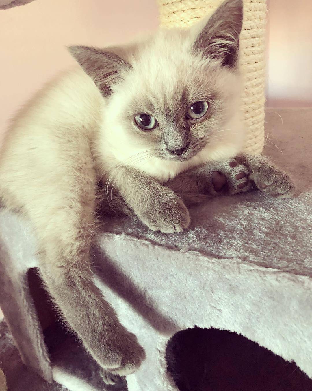 My new kitten Pablo Picatso showing off his tiny beans | Scrolller