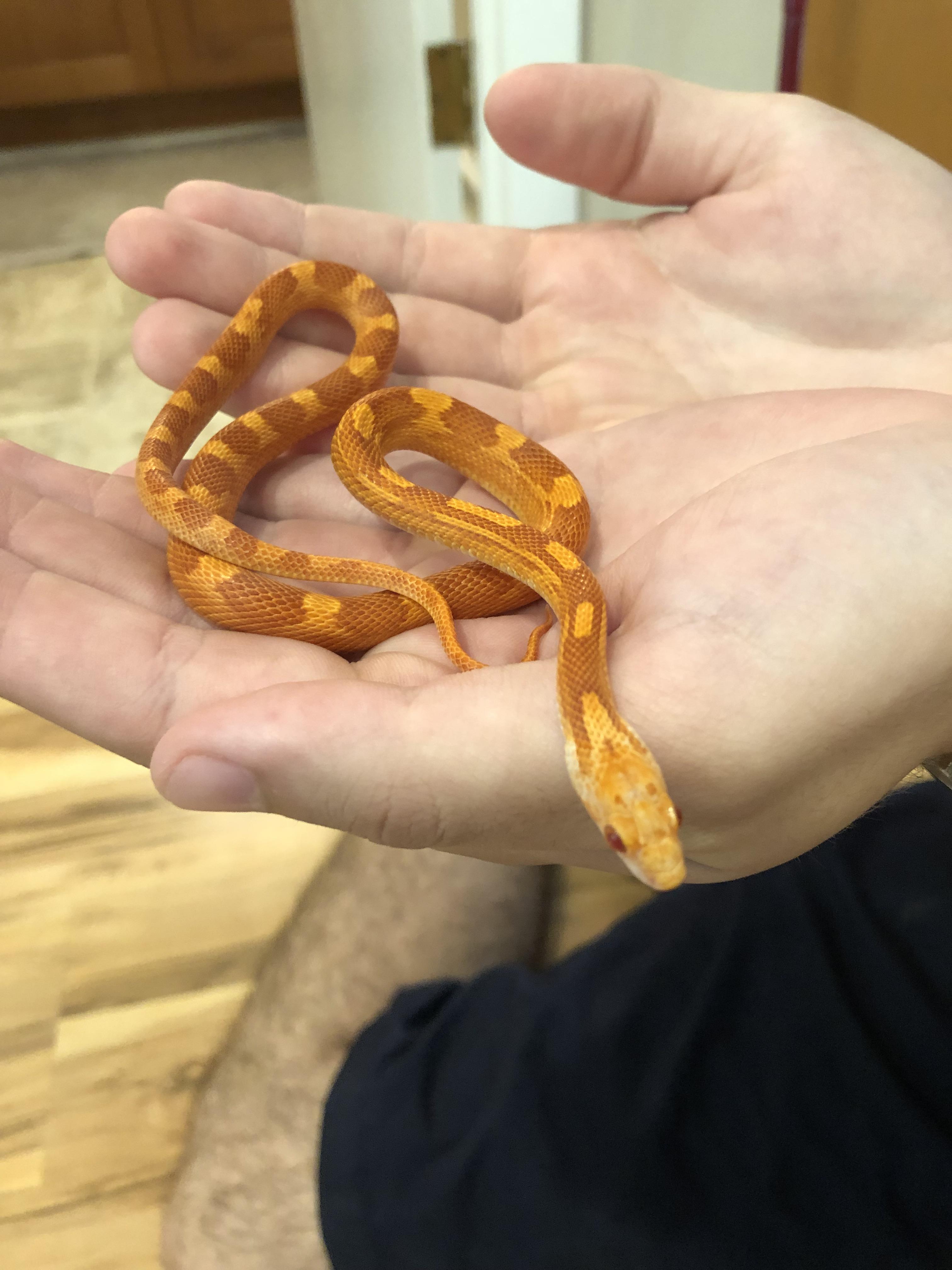 my new little baby. Meet Zuko! | Scrolller