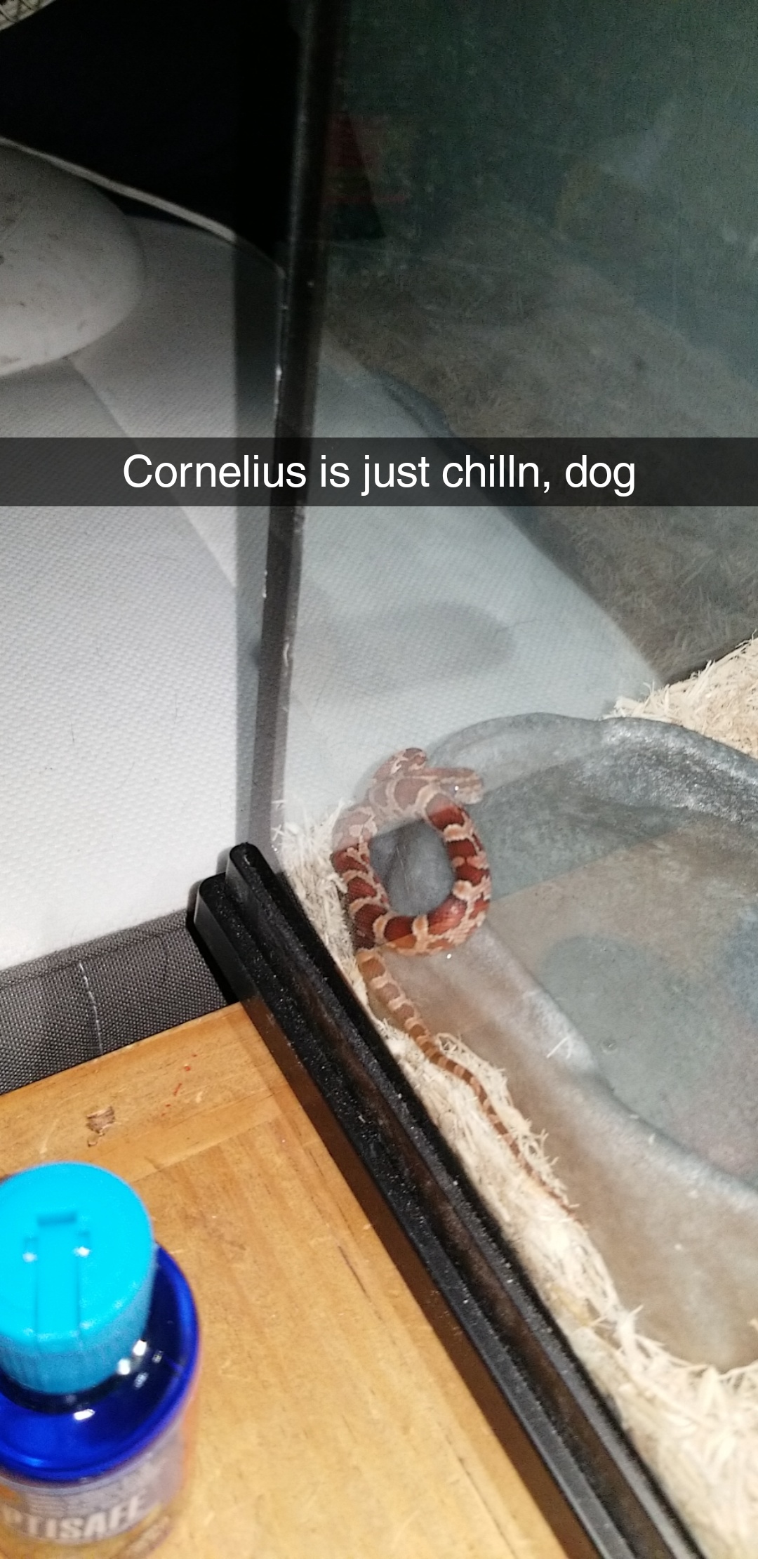 My new little buddie, Cornelius the Corn Snake | Scrolller