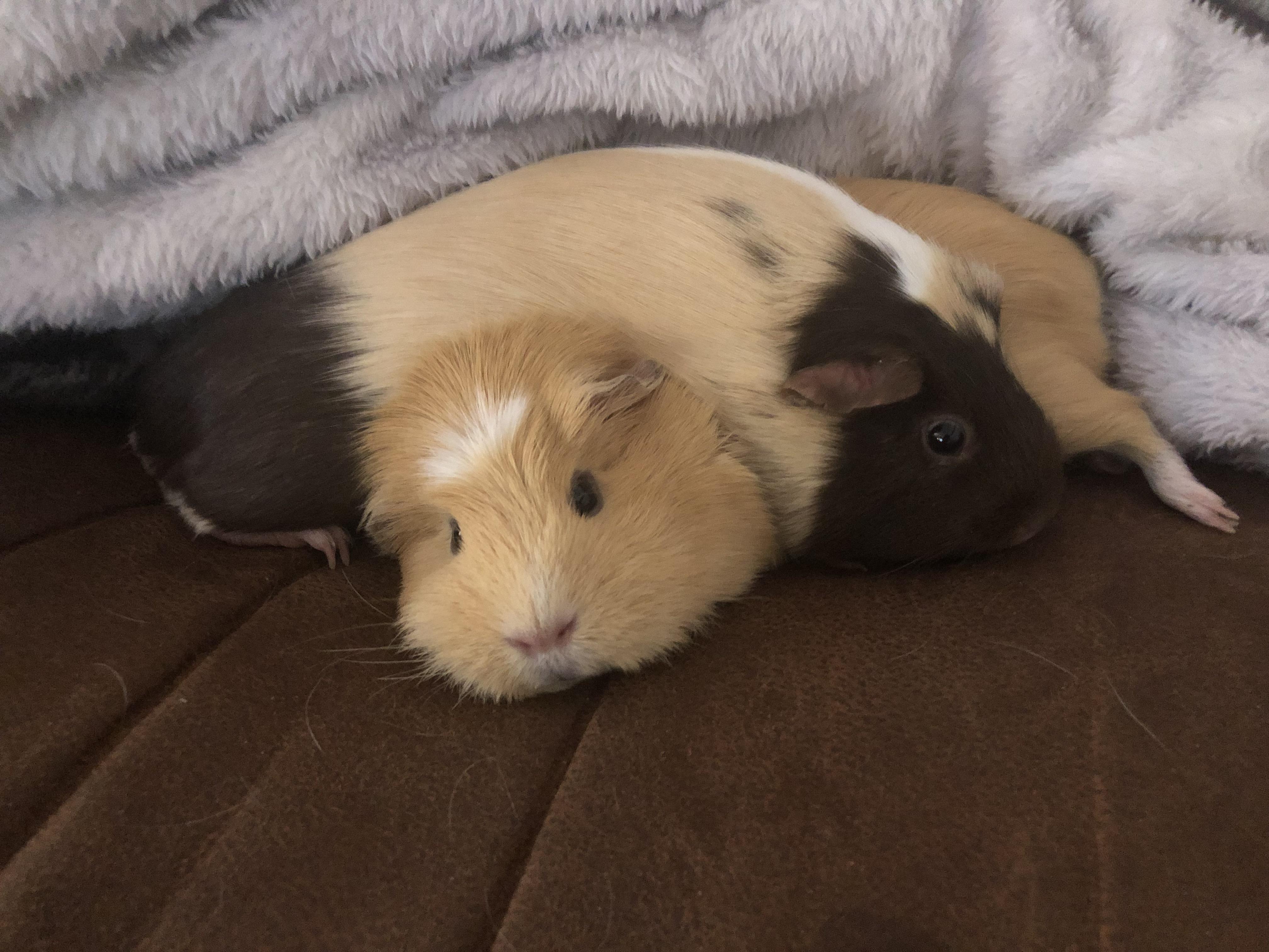 My new little buddies, meet Peaches and Pickles | Scrolller
