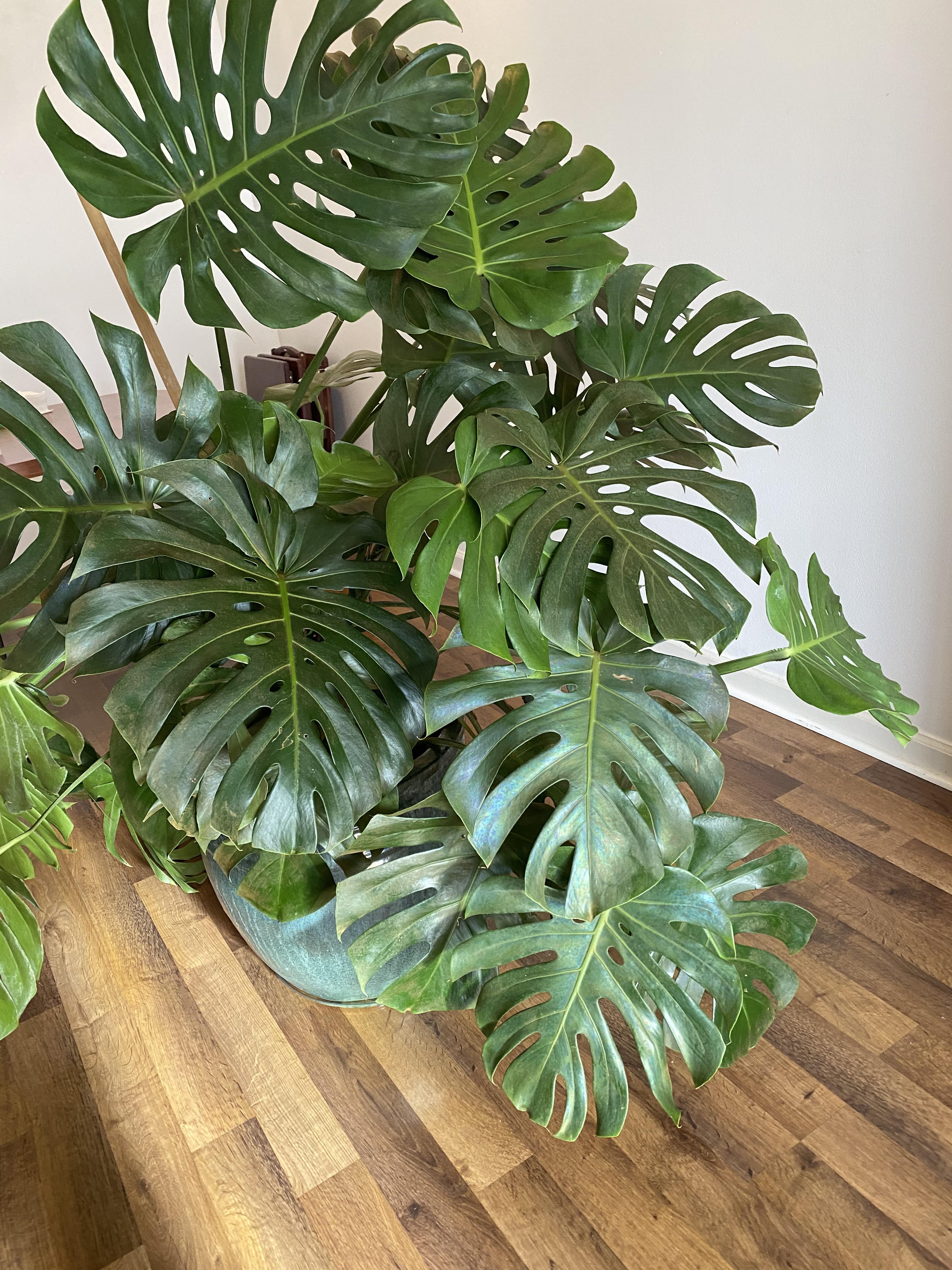 My new Monstera Deliciosa! | Scrolller
