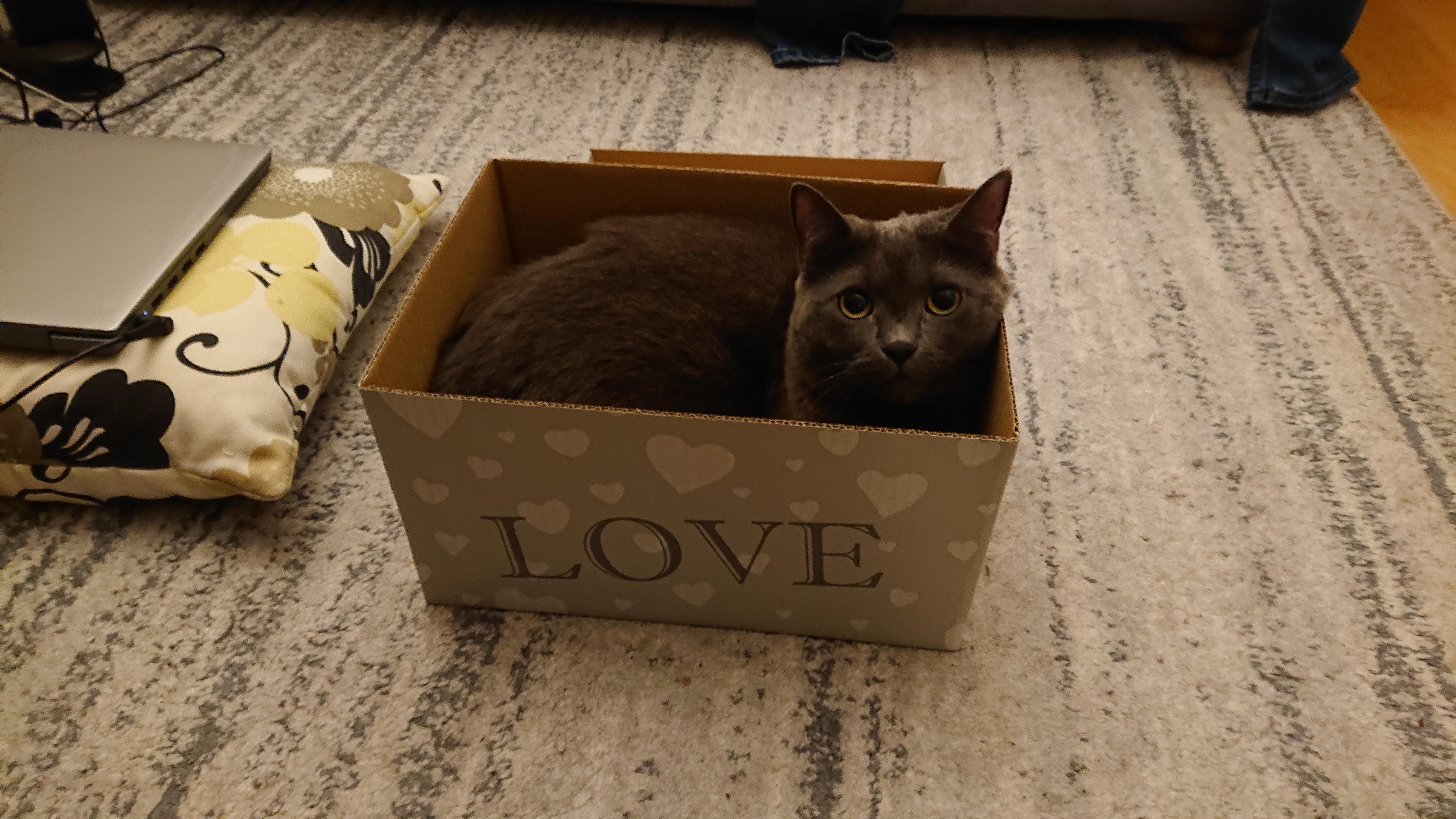 My Night Fury adopted a new box | Scrolller