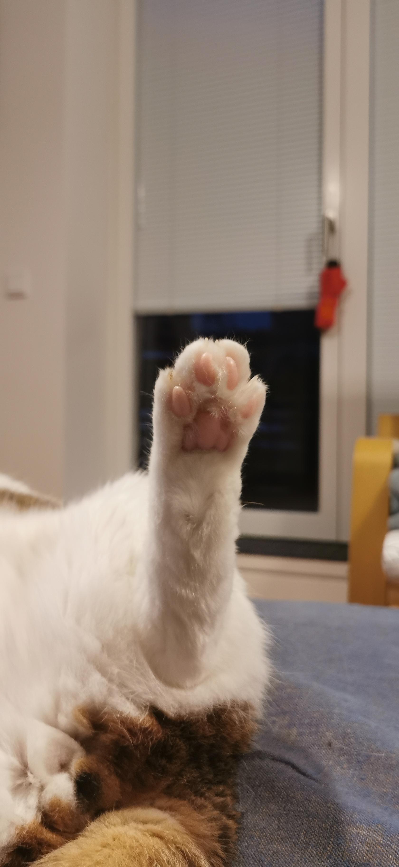My old boy's cute little pink beans | Scrolller