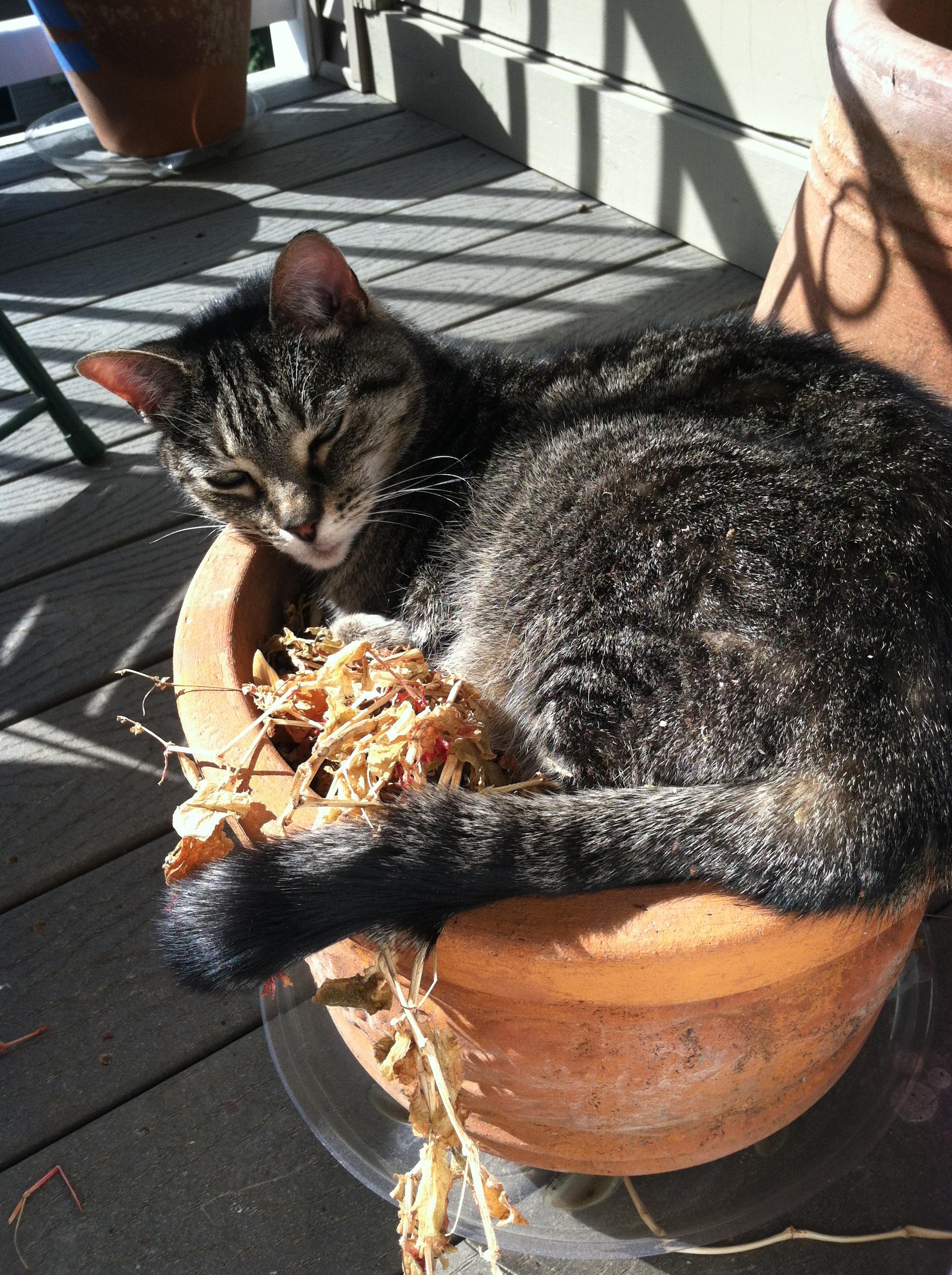 My old childhood cat catching some sun. | Scrolller