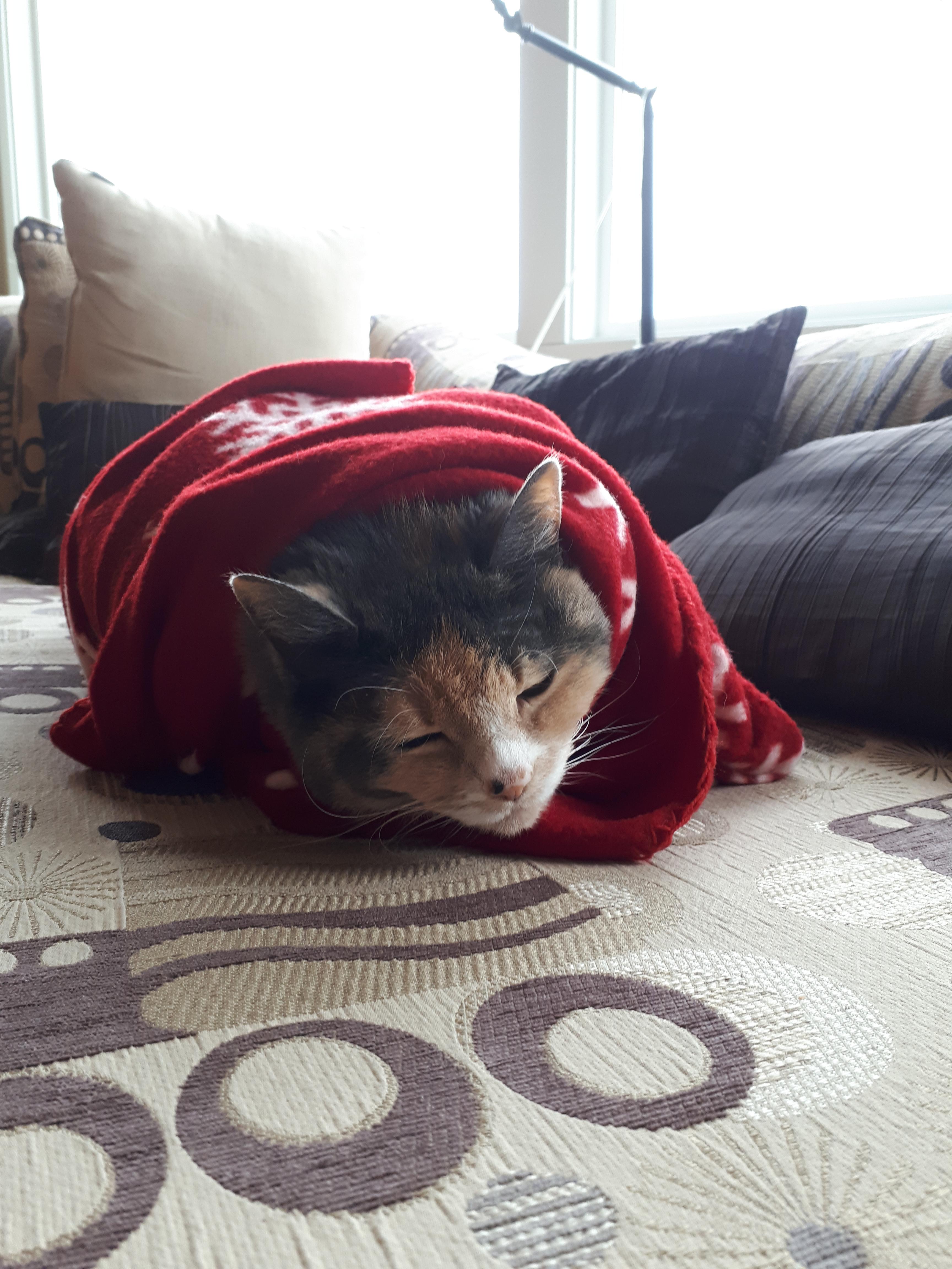My old girl in a festive purrito | Scrolller