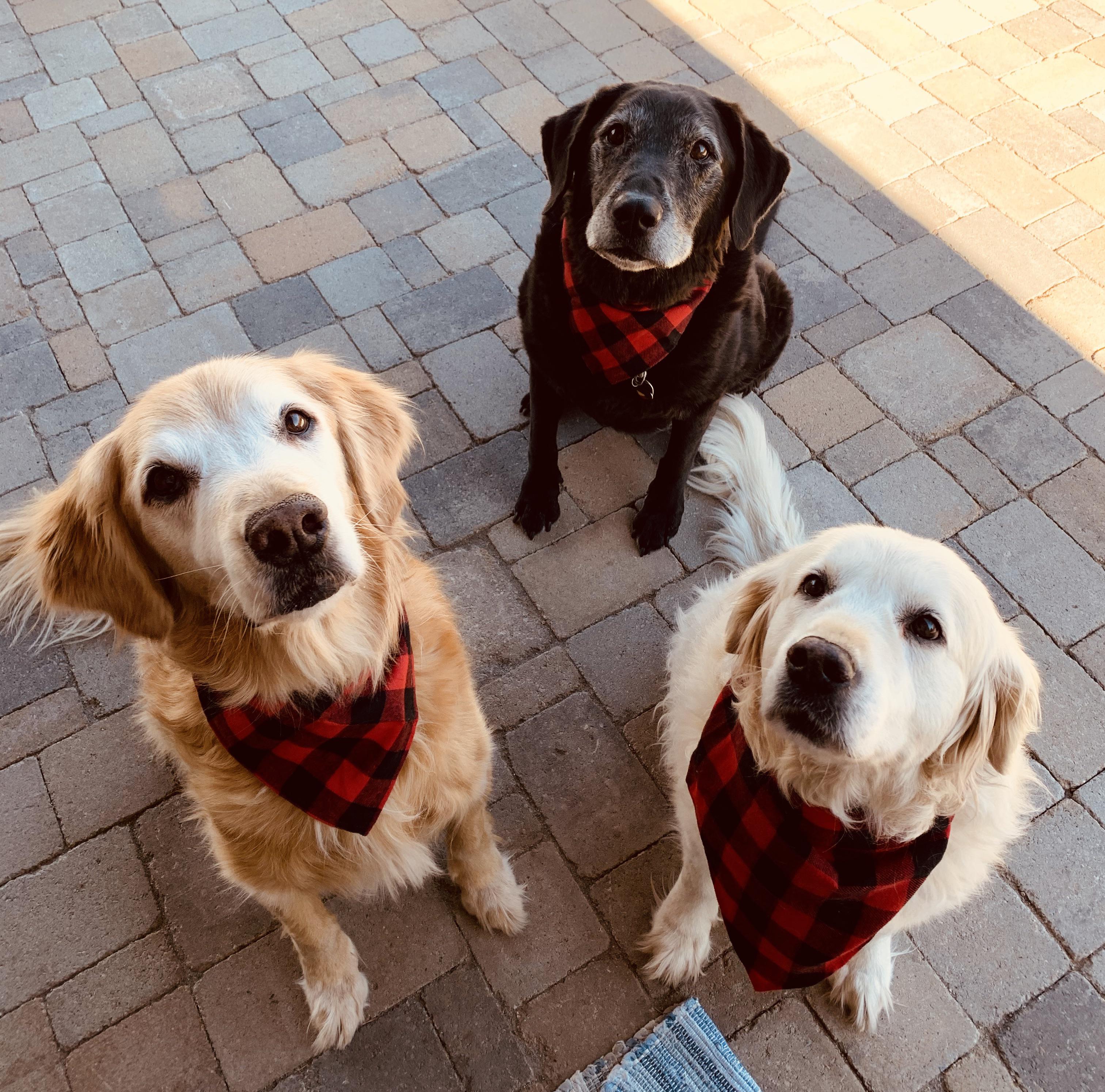 My old guy (handsome boy in the back) with his two good pals. | Scrolller